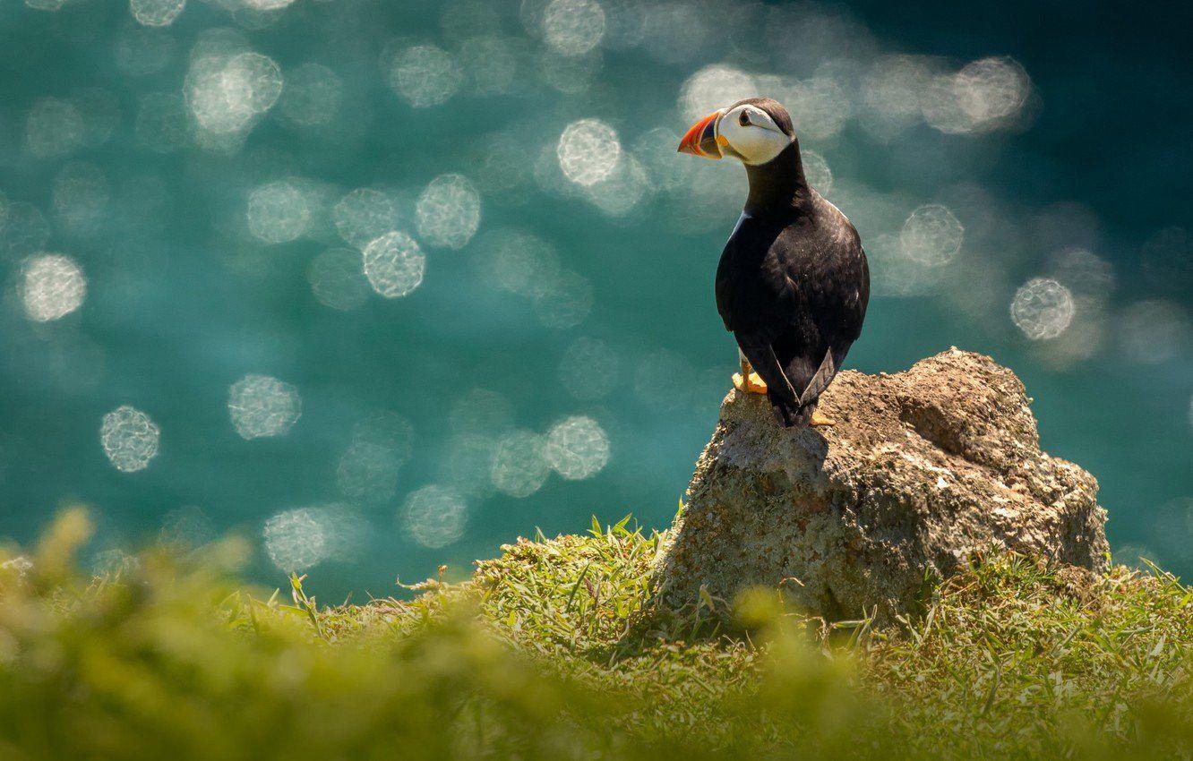Puffin Wallpapers - Top Free Puffin Backgrounds - WallpaperAccess