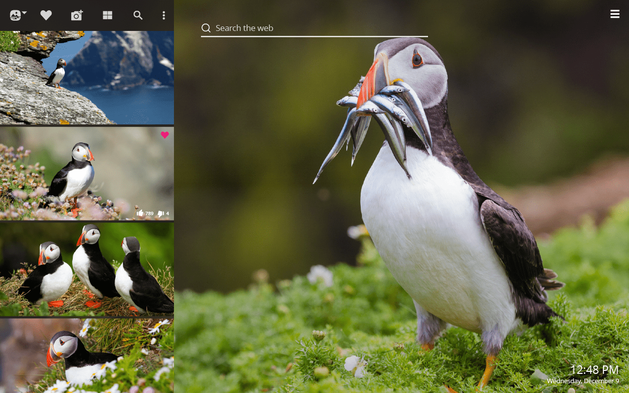 Puffin Wallpapers - Top Free Puffin Backgrounds - WallpaperAccess