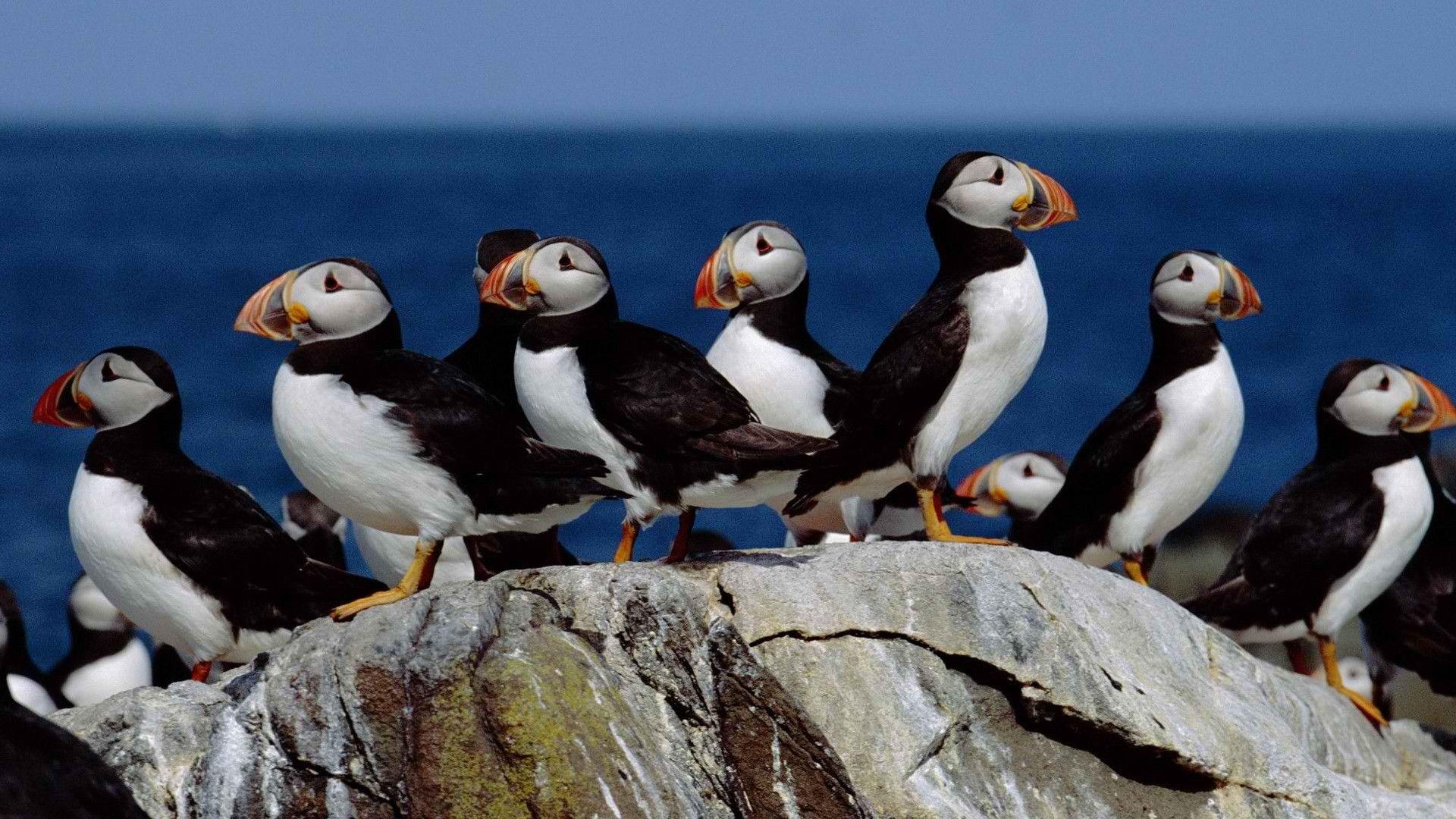 Puffin Wallpapers - Top Free Puffin Backgrounds - WallpaperAccess
