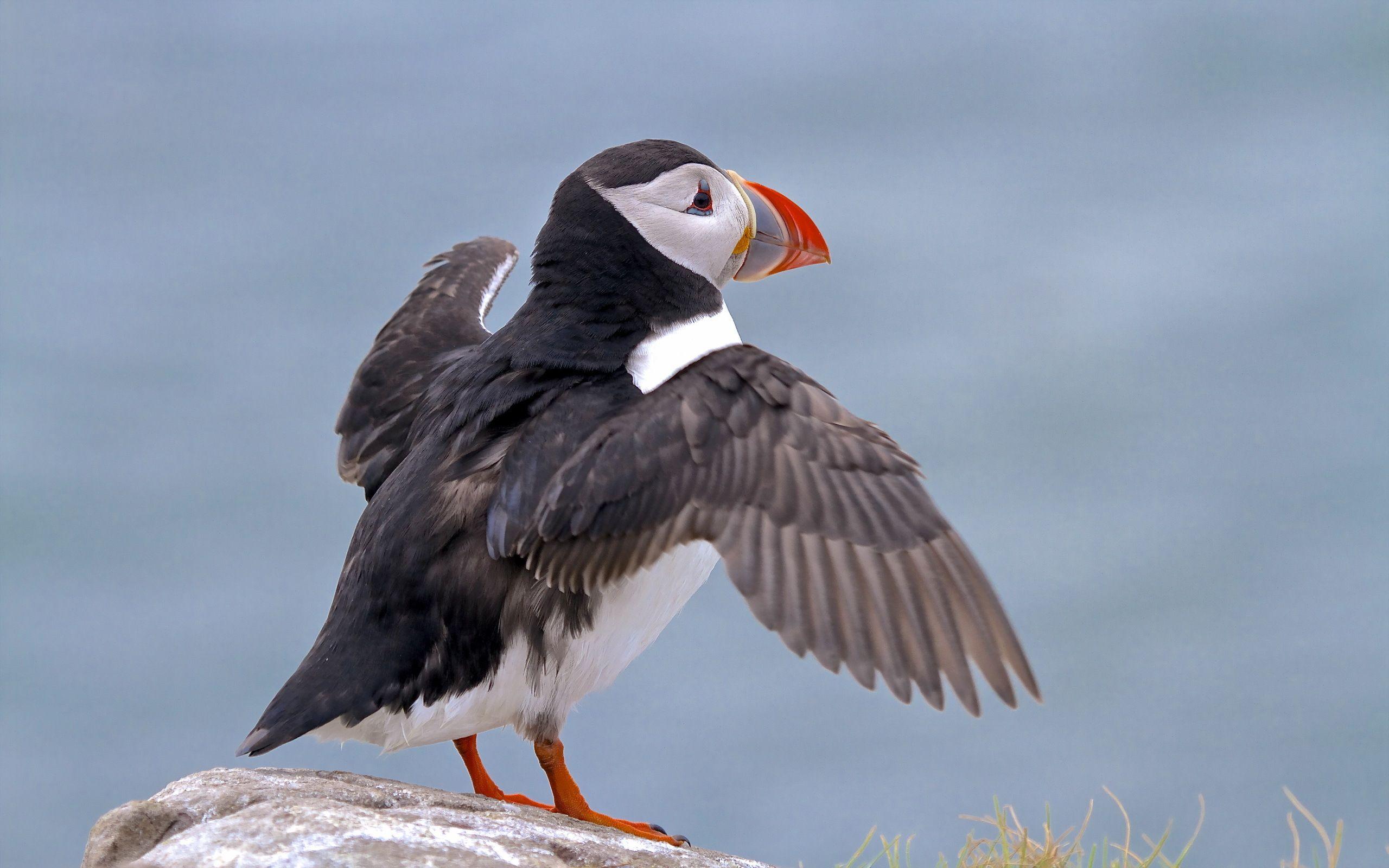 Puffin Wallpapers - Top Free Puffin Backgrounds - WallpaperAccess