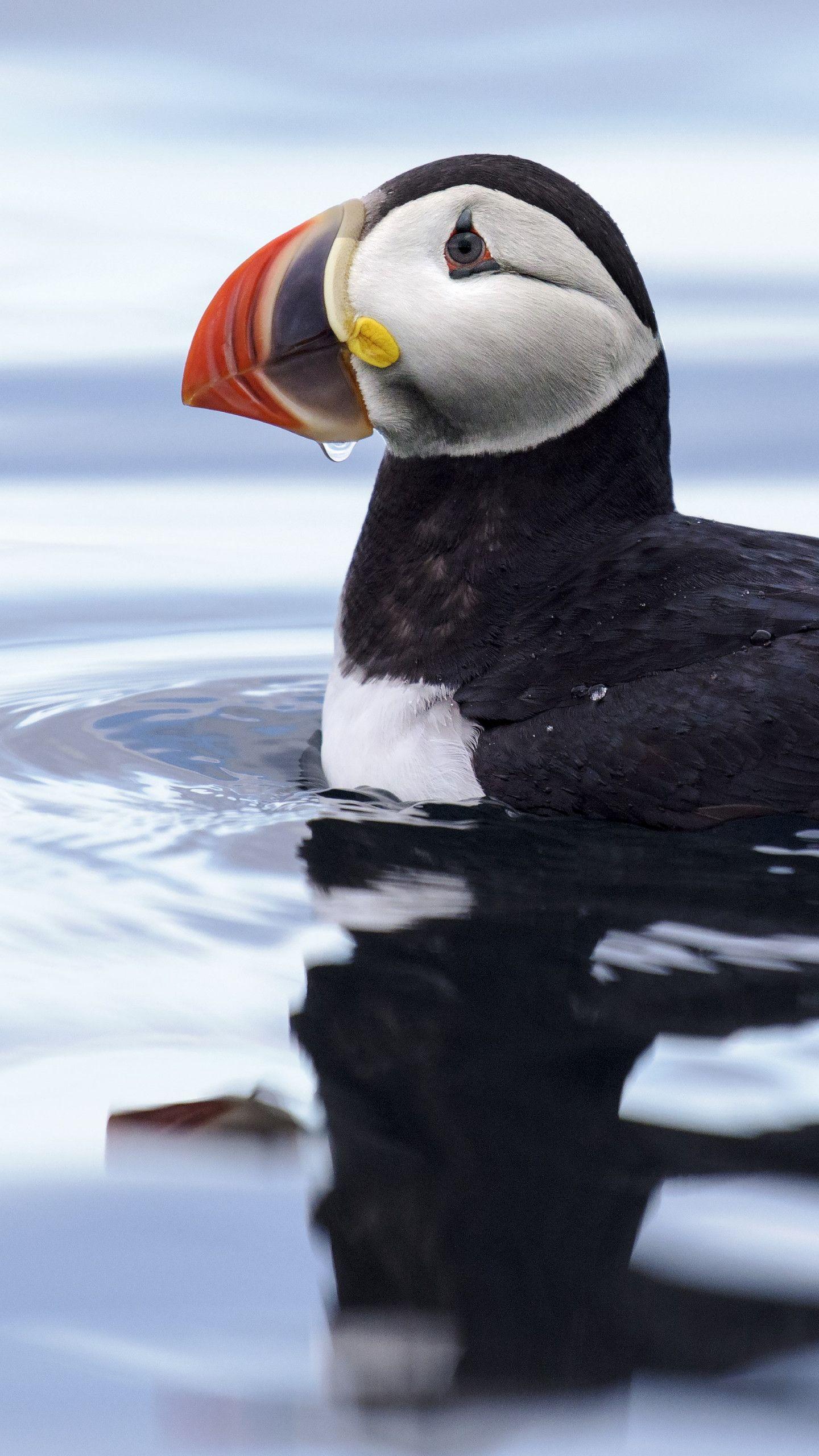 Puffin Wallpapers - Top Free Puffin Backgrounds - WallpaperAccess