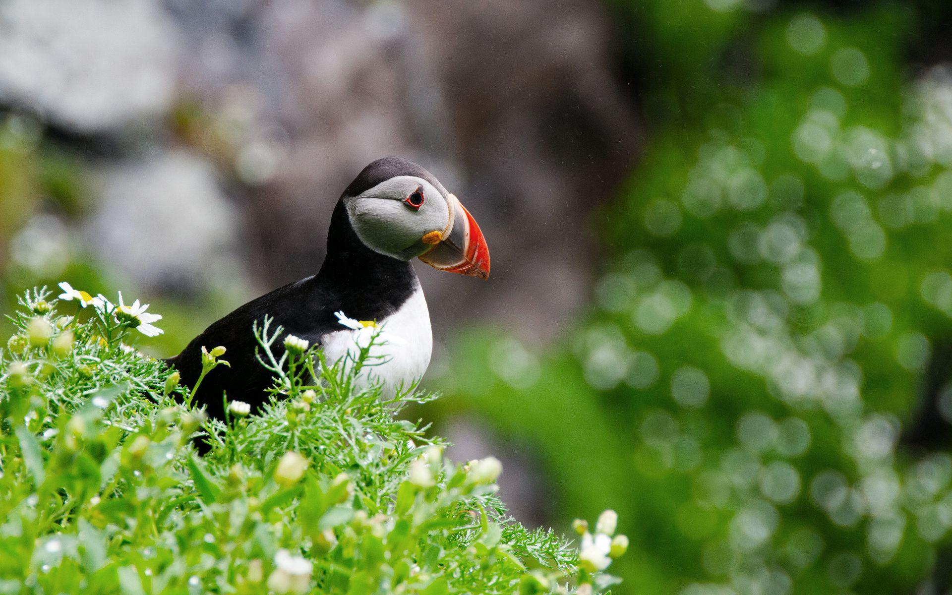 Puffin Wallpapers - Top Free Puffin Backgrounds - WallpaperAccess