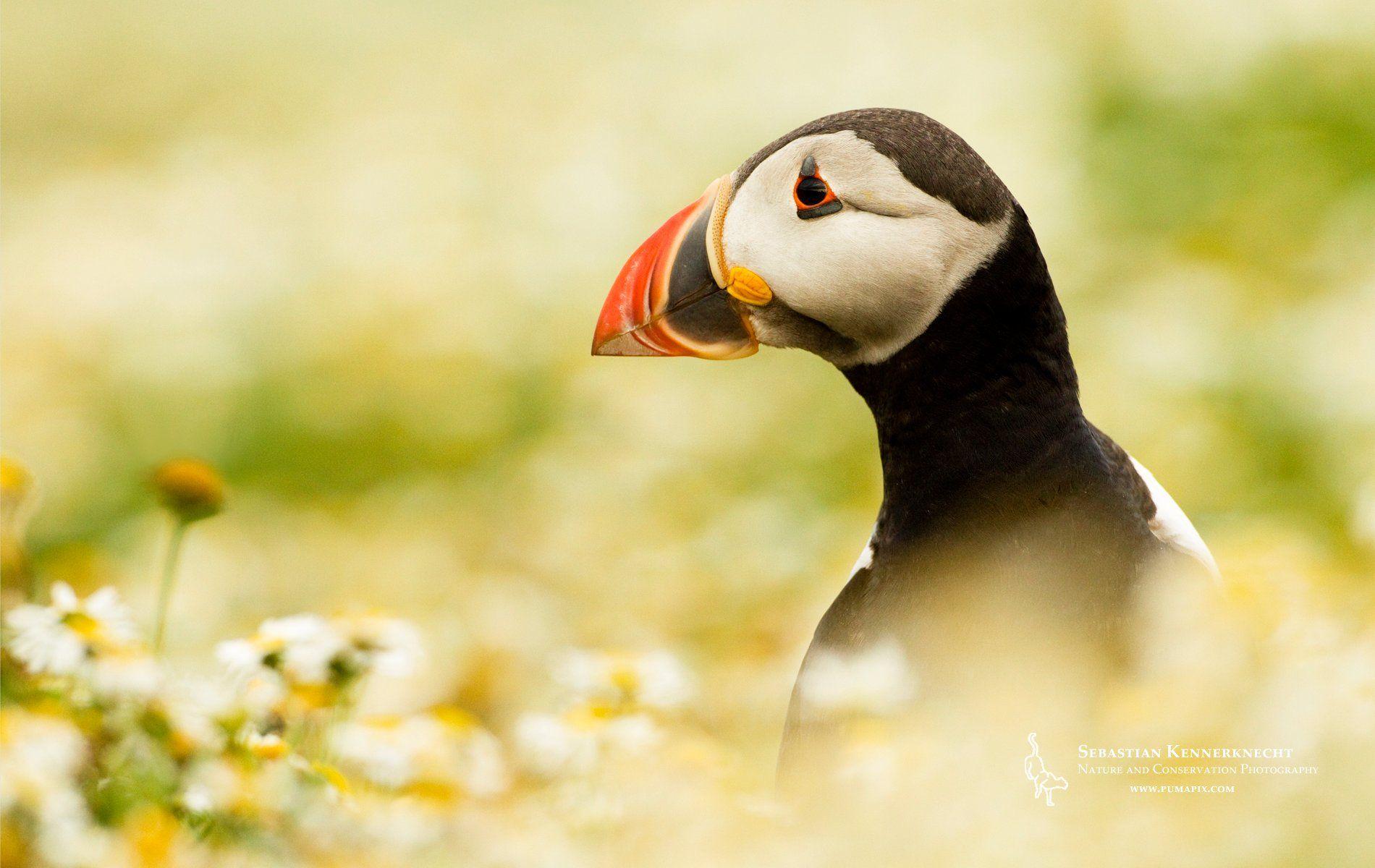 Puffin Wallpapers - Top Free Puffin Backgrounds - WallpaperAccess