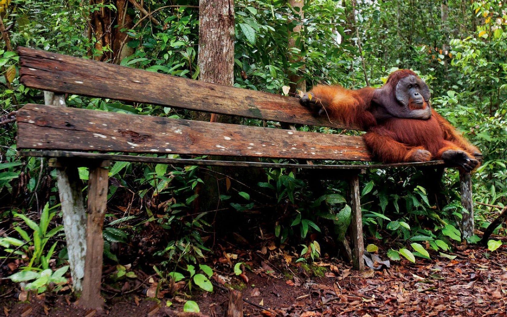 Funny Orangutan Wallpapers - Top Free Funny Orangutan Backgrounds ...