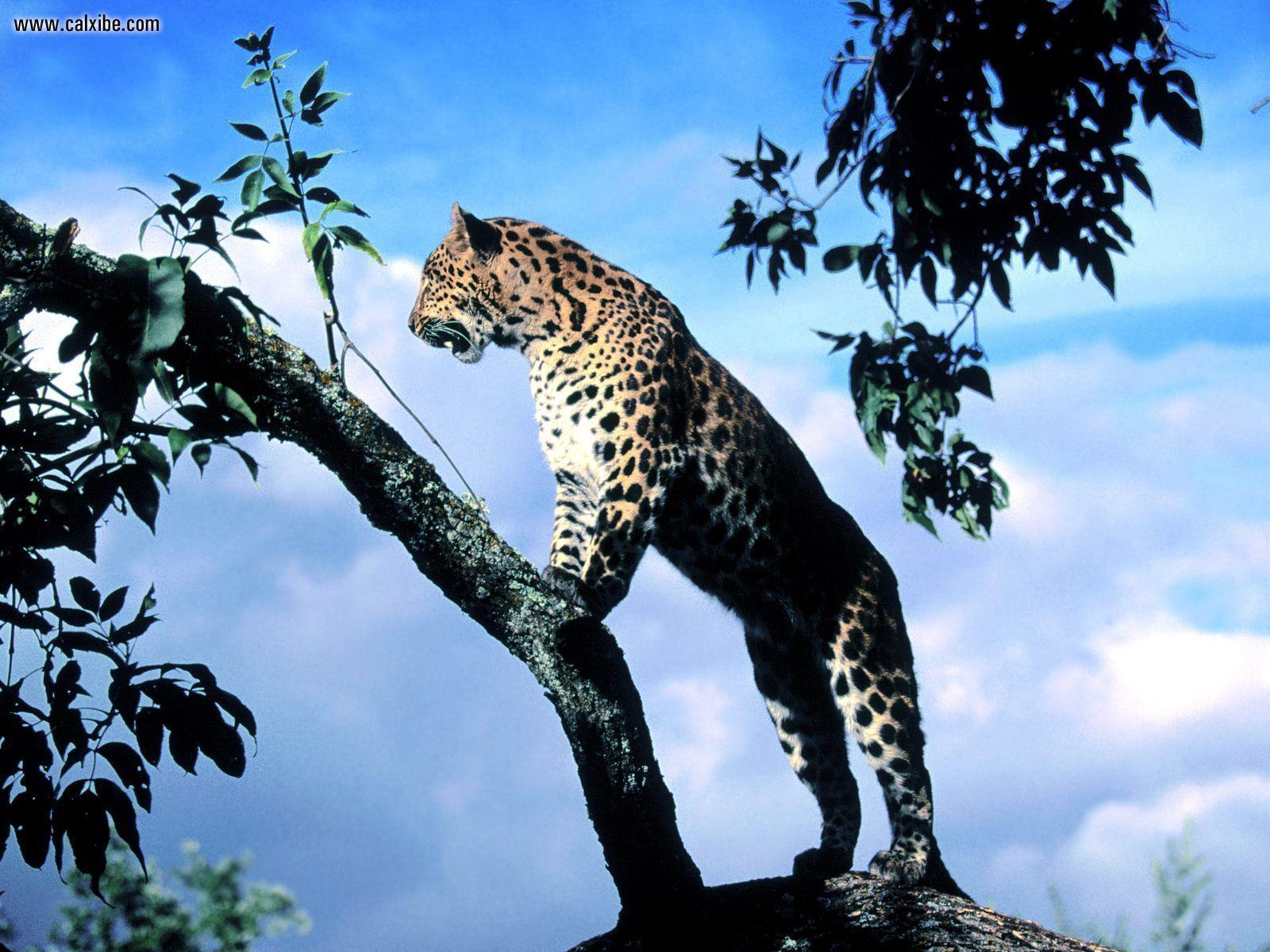 Amur Leopard Wallpapers - Top Free Amur Leopard Backgrounds ...