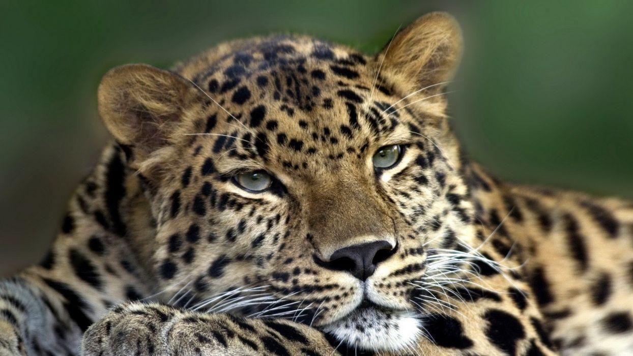 Amur Leopard Wallpapers - Top Free Amur Leopard Backgrounds ...