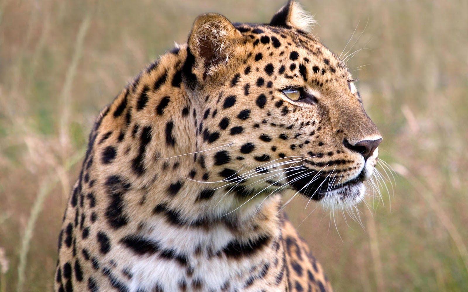 Amur Leopard Wallpapers - Top Free Amur Leopard Backgrounds ...