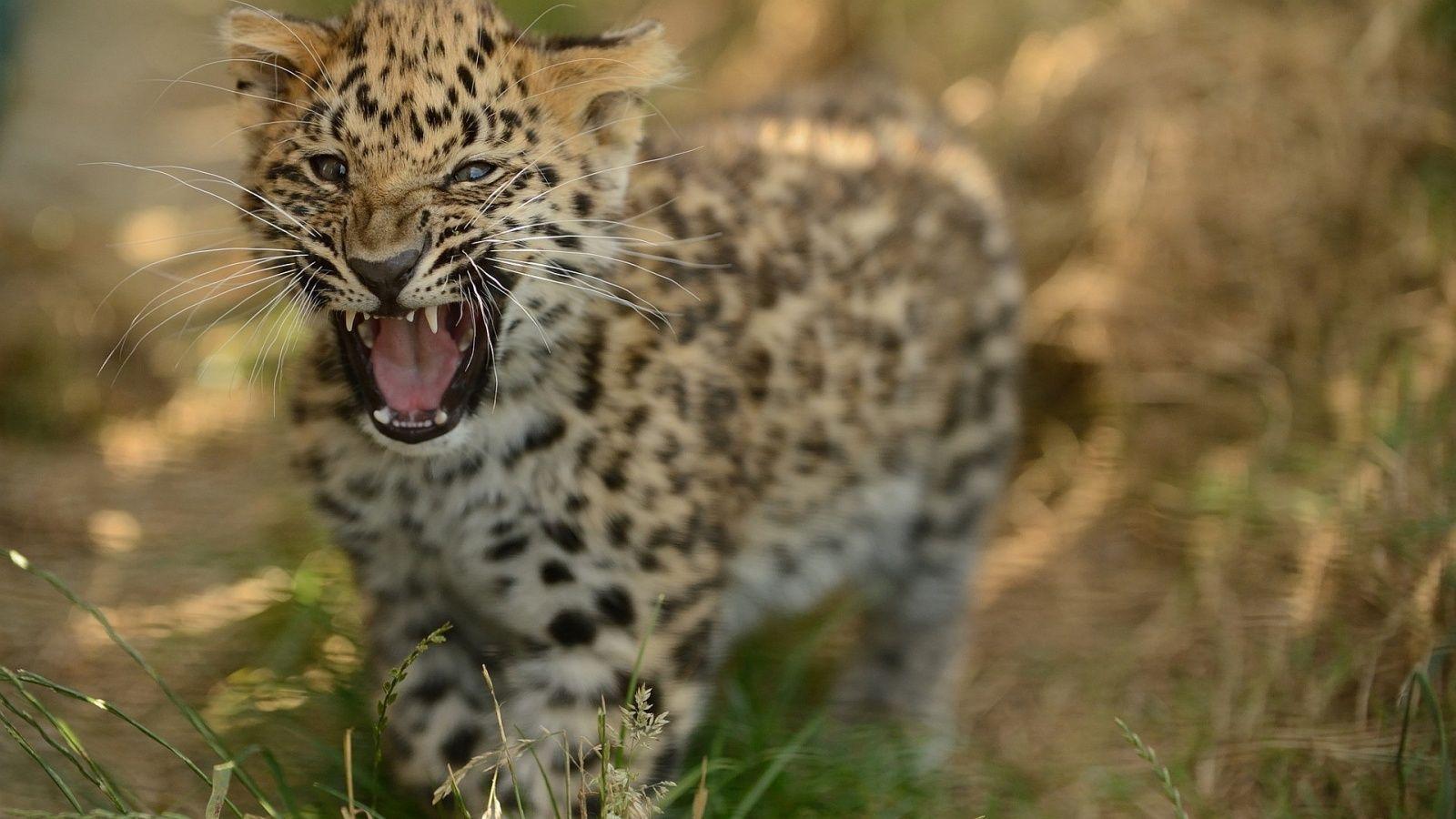 Amur Leopard Wallpapers - Top Free Amur Leopard Backgrounds ...