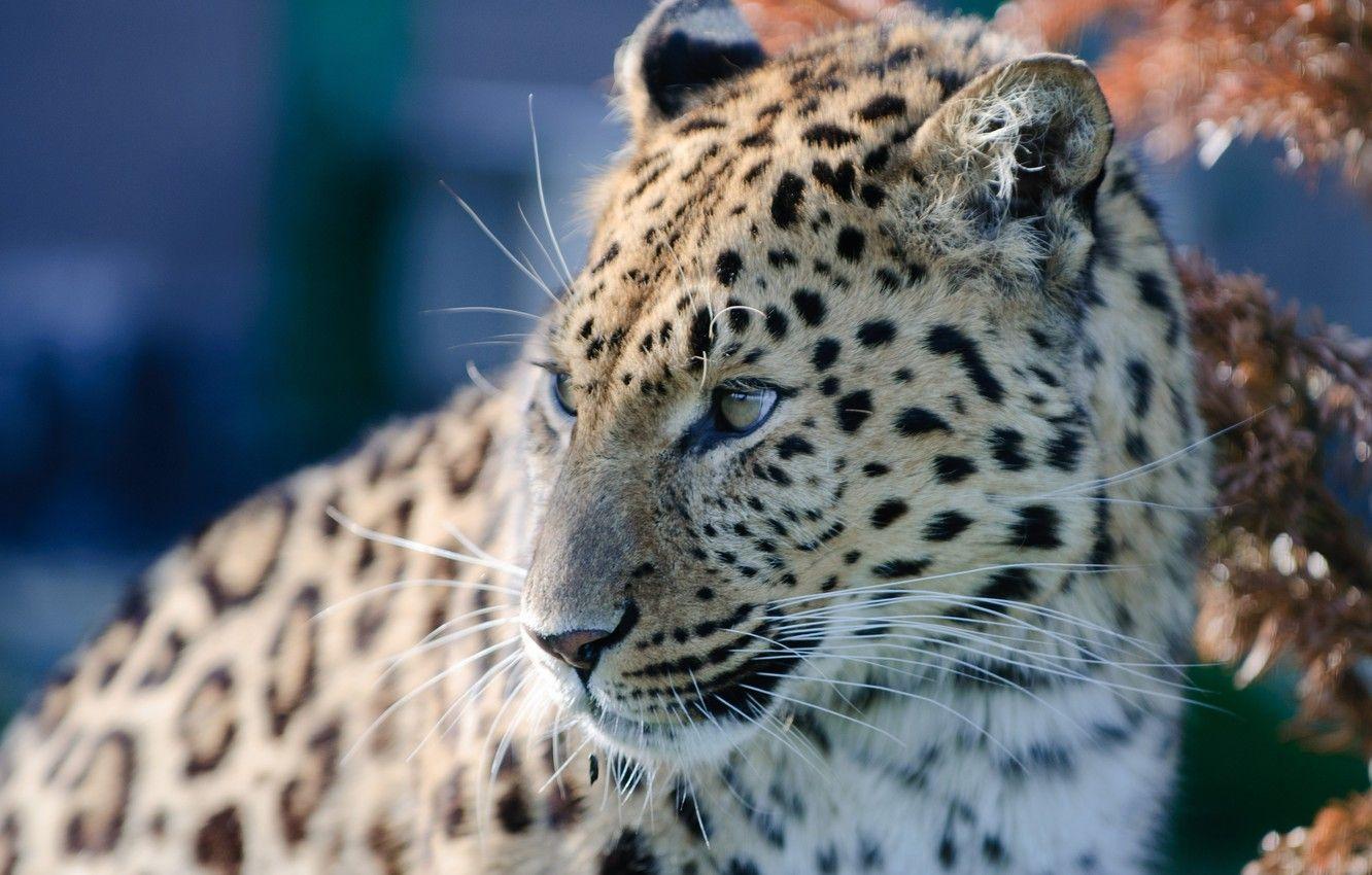 Beautiful Leopard Wallpapers - Top Free Beautiful Leopard Backgrounds ...