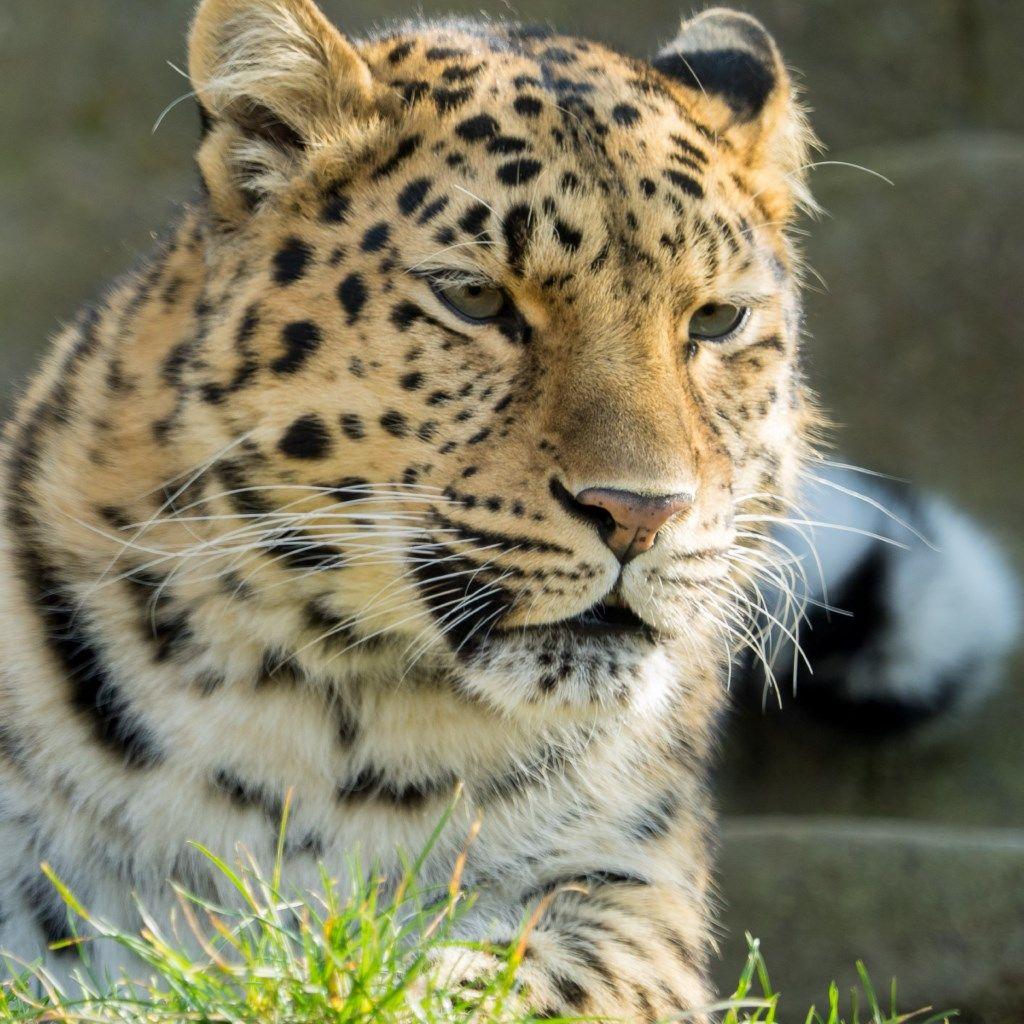 Amur Leopard Wallpapers - Top Free Amur Leopard Backgrounds ...