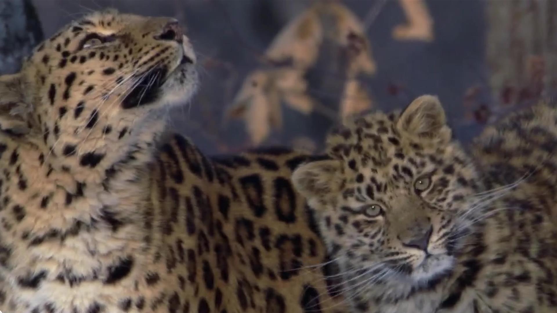 Amur Leopard Wallpapers - Top Free Amur Leopard Backgrounds ...