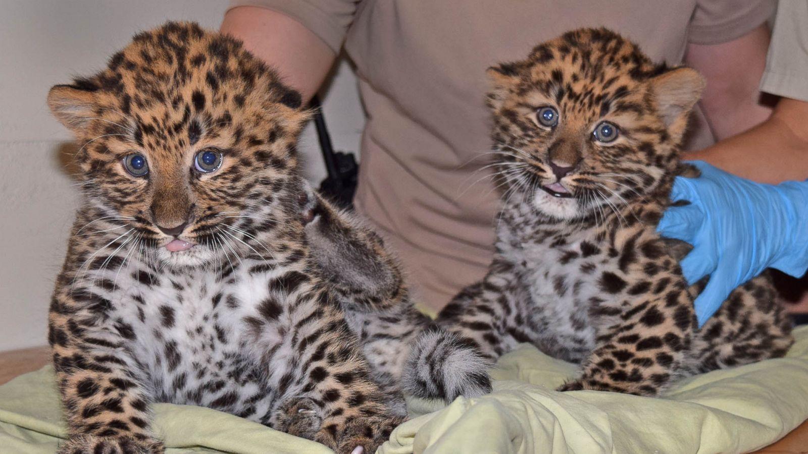 Amur Leopard Wallpapers - Top Free Amur Leopard Backgrounds ...