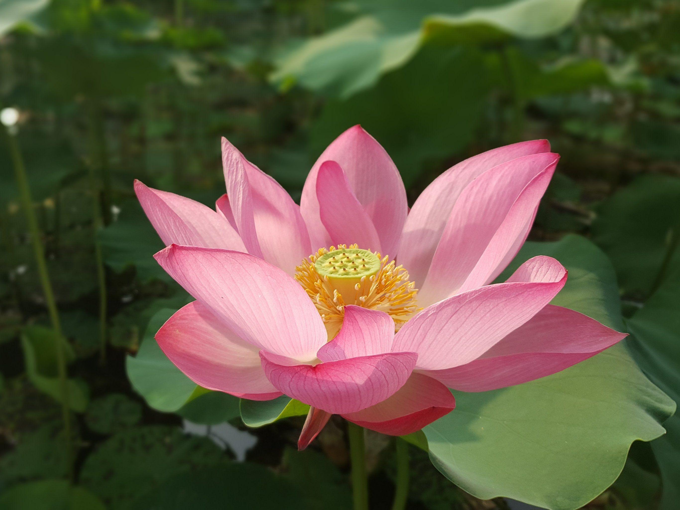 Lotus Landscape Wallpapers - Top Free Lotus Landscape Backgrounds ...