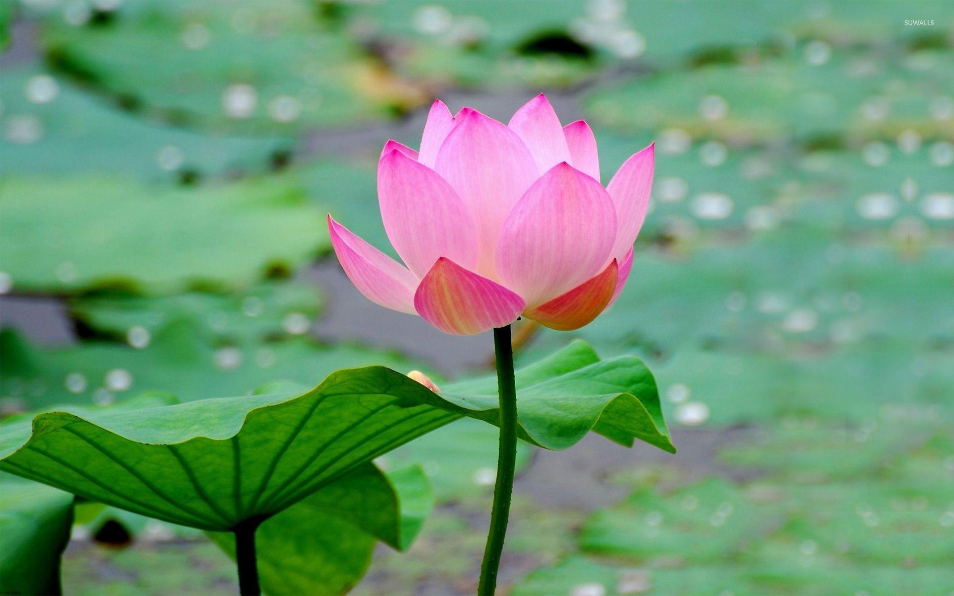 Lotus Landscape Wallpapers - Top Free Lotus Landscape Backgrounds ...