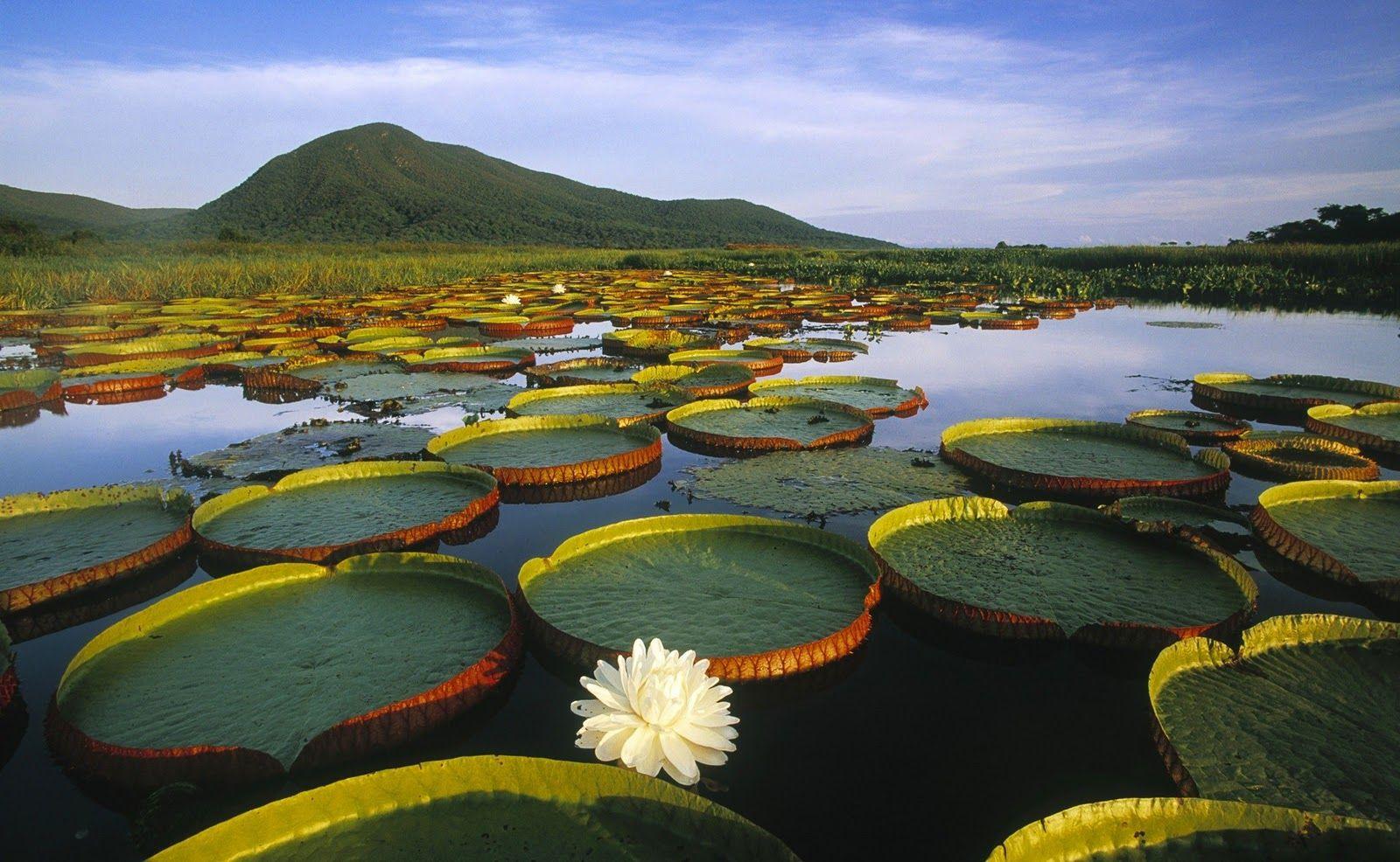 Lotus Landscape Wallpapers - Top Free Lotus Landscape Backgrounds ...