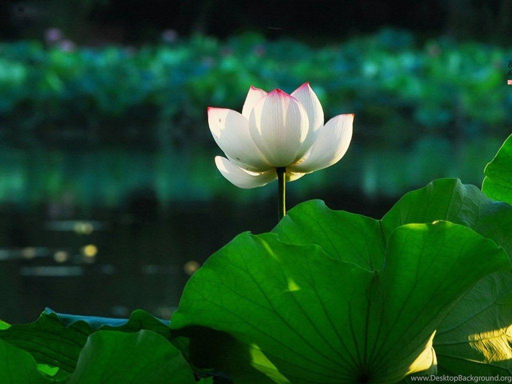 Lotus Landscape Wallpapers - Top Free Lotus Landscape Backgrounds ...