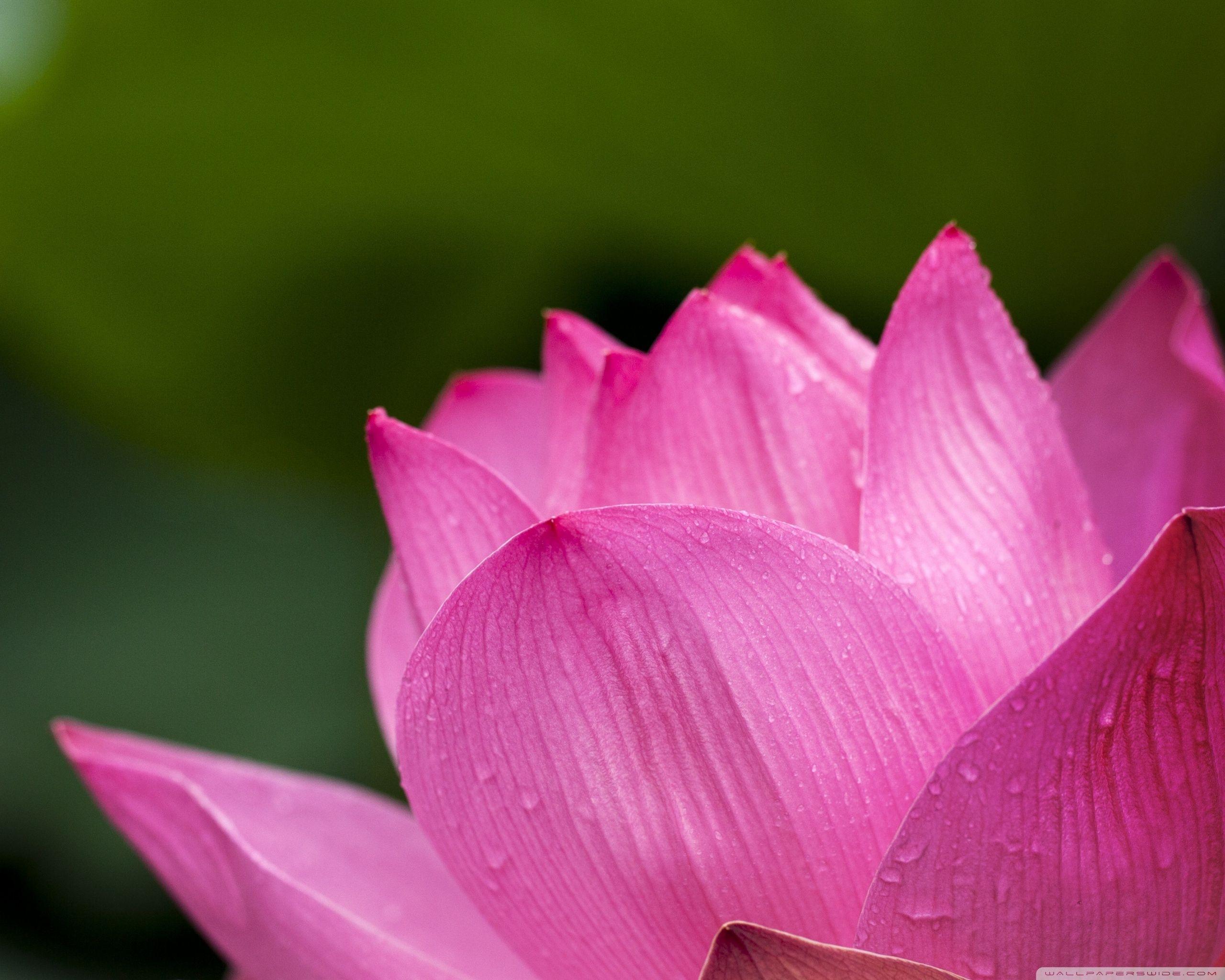 Lotus Landscape Wallpapers - Top Free Lotus Landscape Backgrounds ...