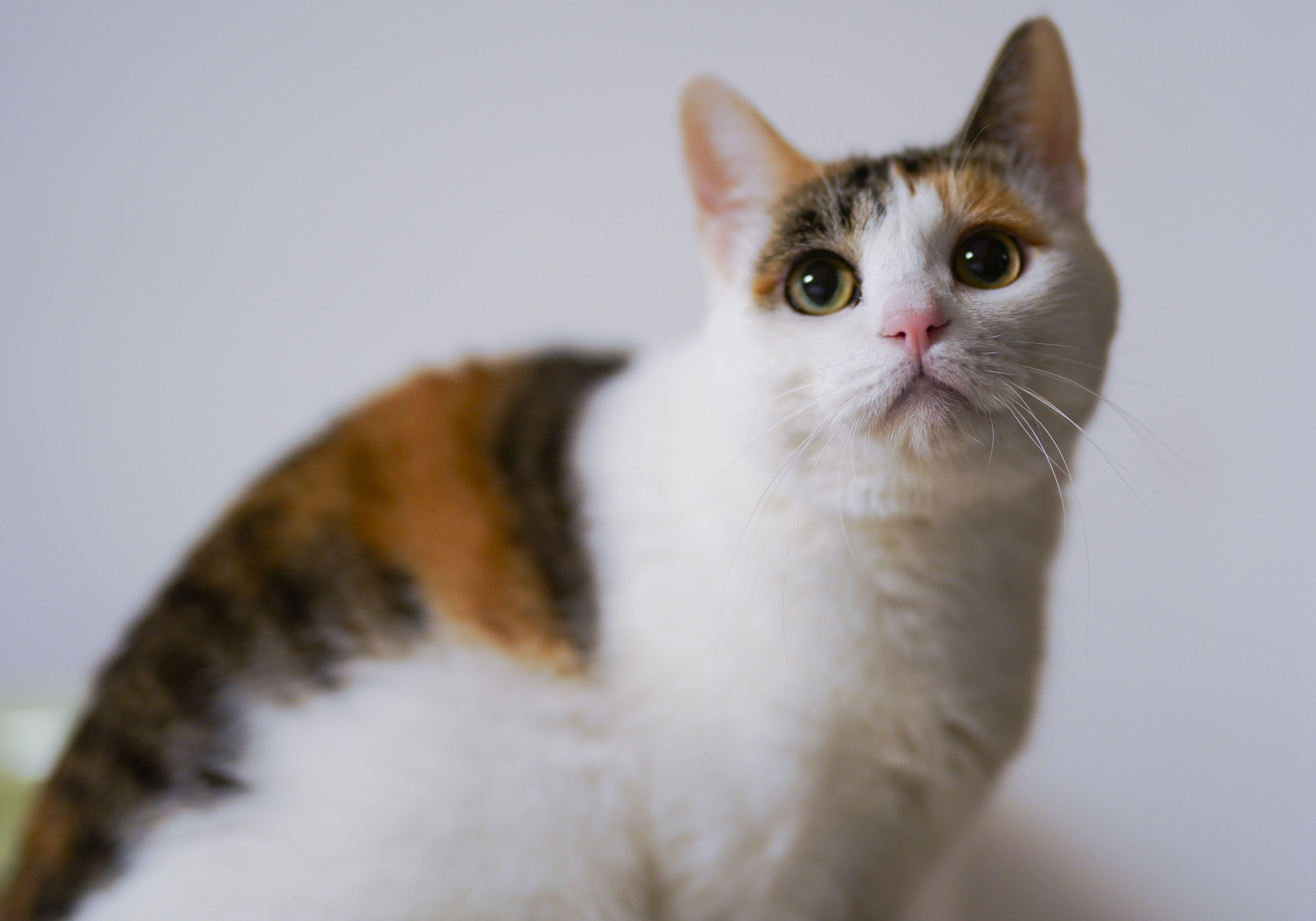 Calico Cat Wallpapers - Top Free Calico Cat Backgrounds - WallpaperAccess