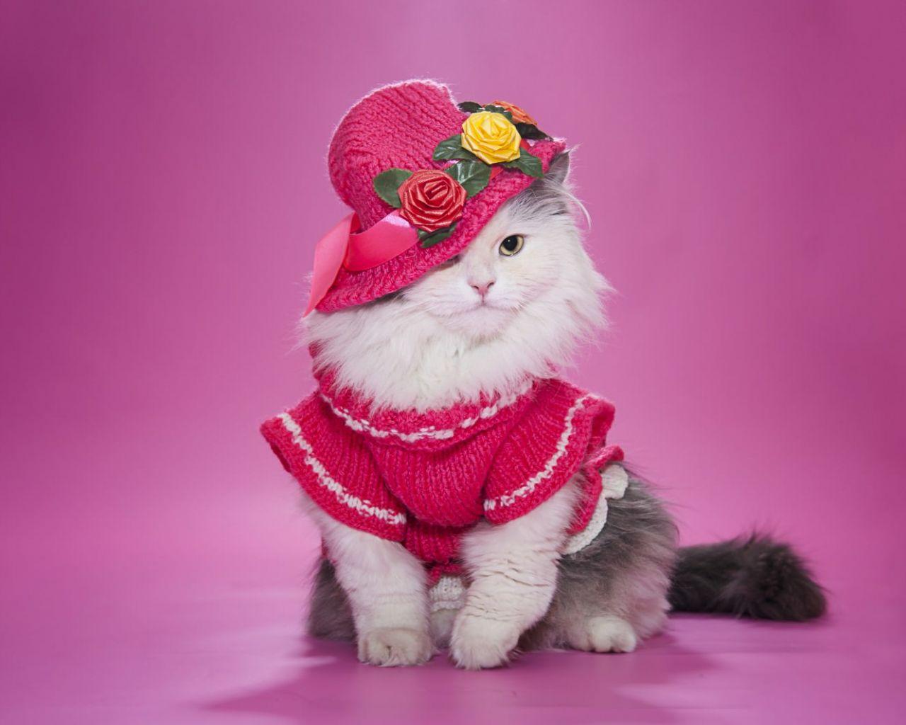 Pink Cat Desktop Wallpapers - Top Free Pink Cat Desktop Backgrounds ...