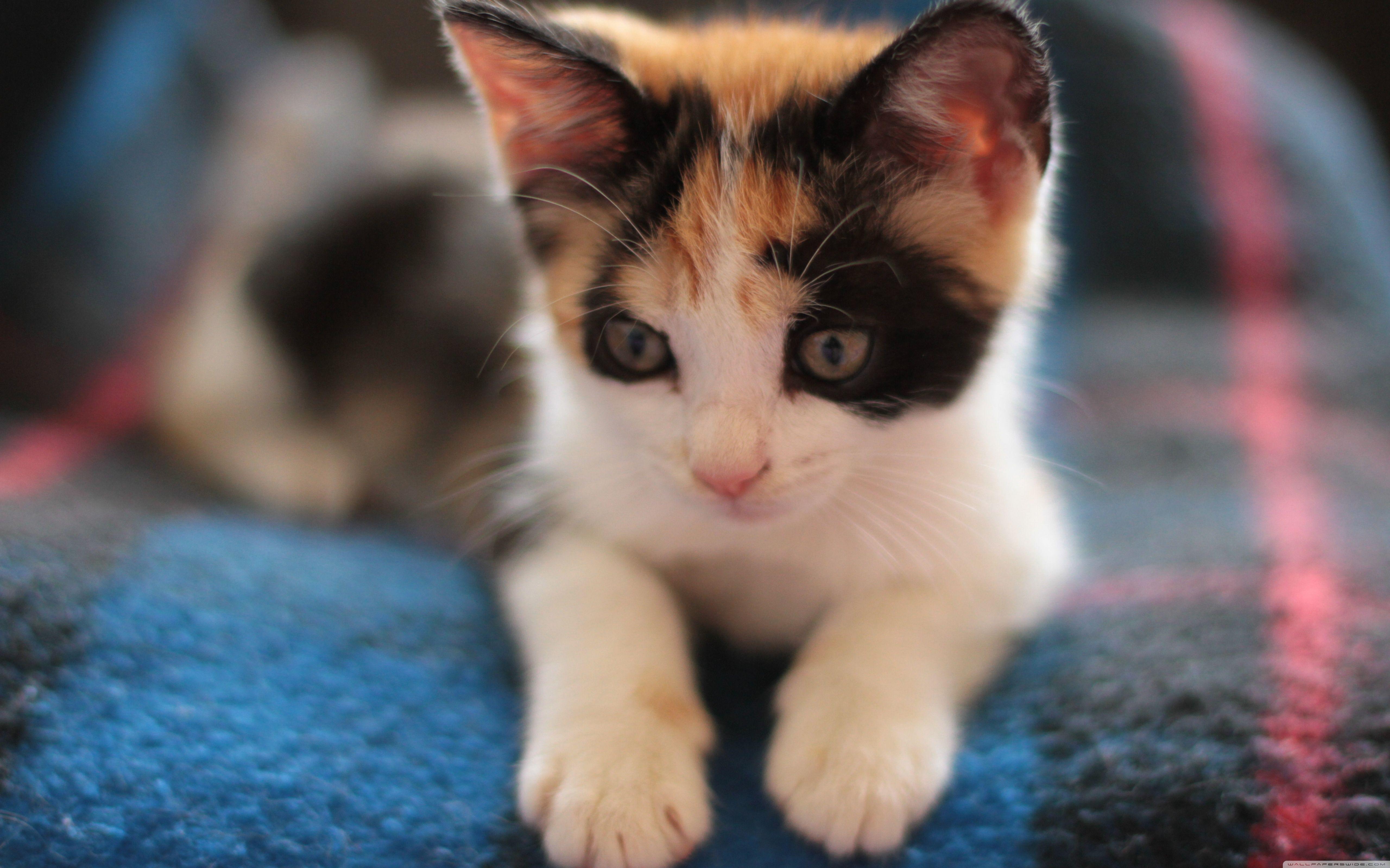 Calico Cat Wallpapers - Top Free Calico Cat Backgrounds - WallpaperAccess