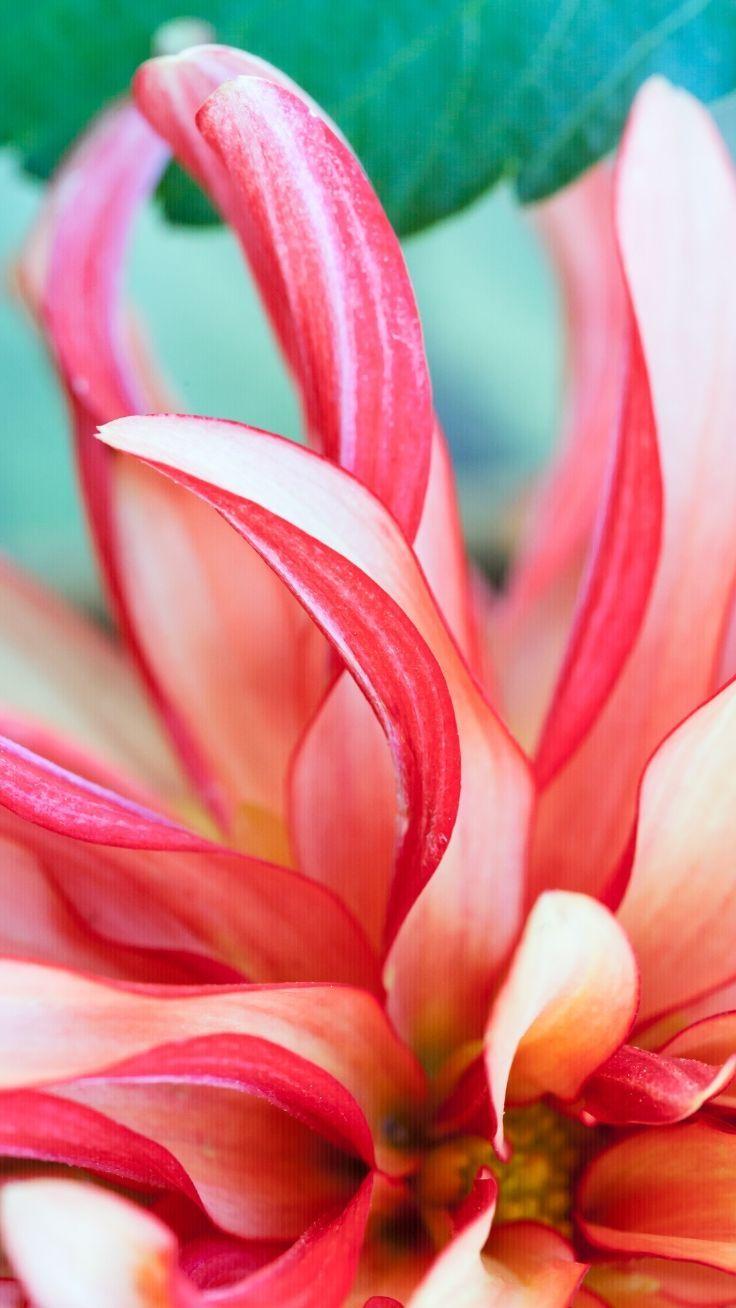 Red iPhone 8 Wallpapers - Top Free Red iPhone 8 Backgrounds ...