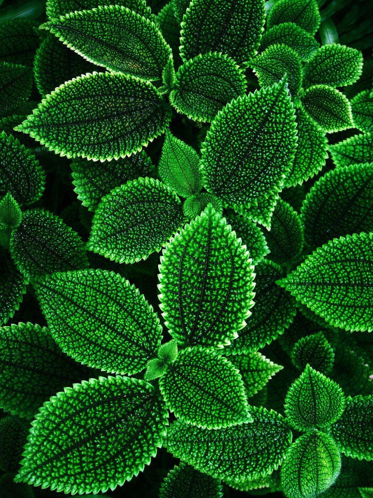 1200X1600 HD Wallpapers - Top Free 1200X1600 HD Backgrounds ...