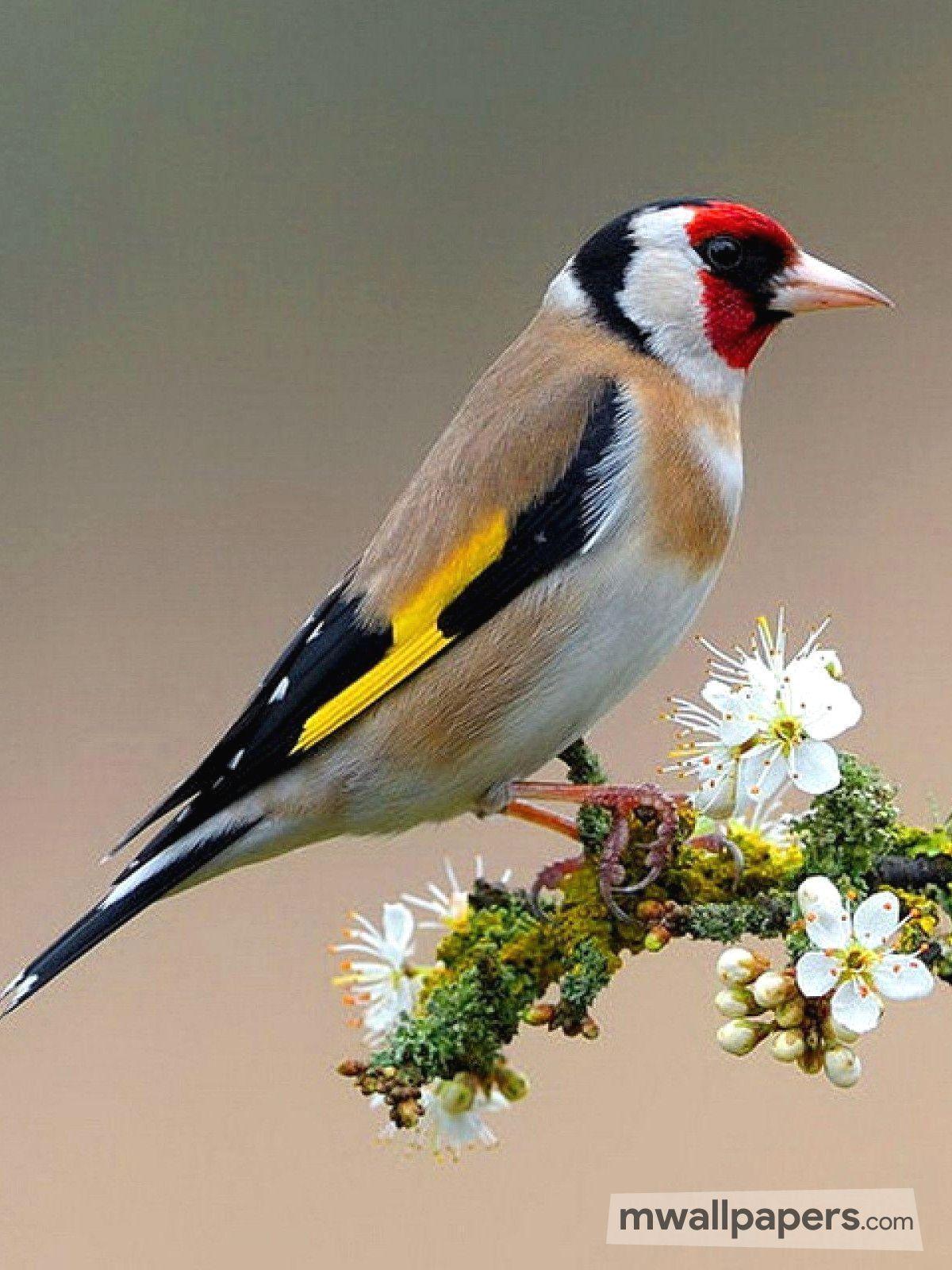 1200X1600 HD Wallpapers - Top Free 1200X1600 HD Backgrounds ...