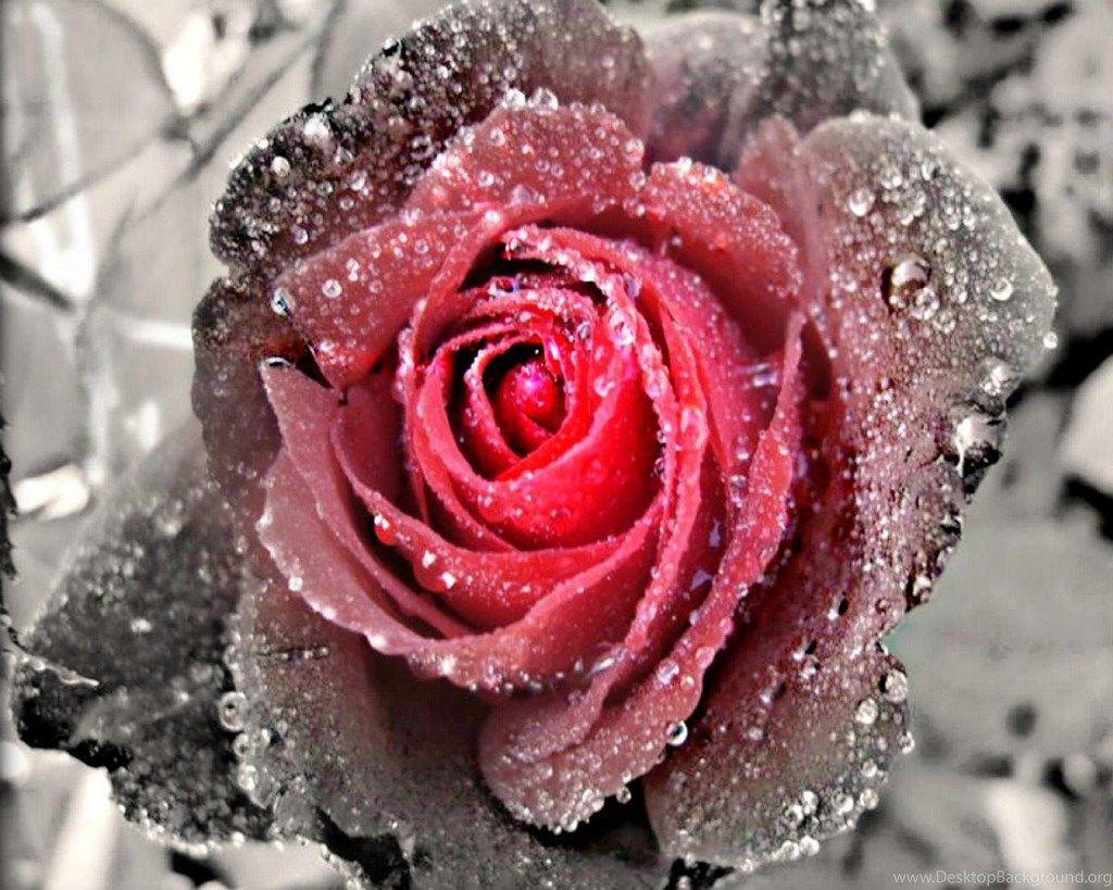 Red and White Rose HD Wallpapers - Top Free Red and White Rose HD ...