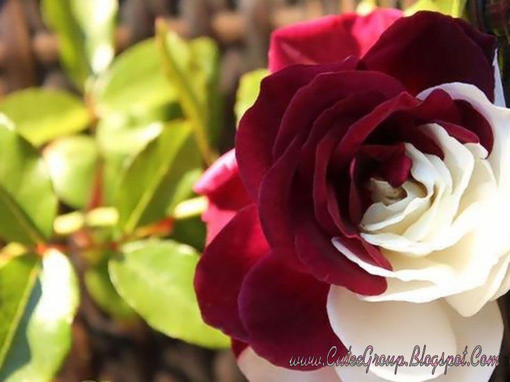 Red and White Rose HD Wallpapers - Top Free Red and White Rose HD ...