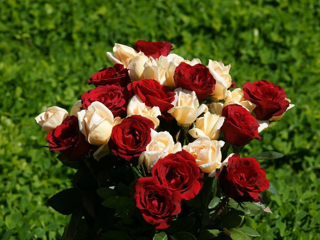 Red and White Rose HD Wallpapers - Top Free Red and White Rose HD ...