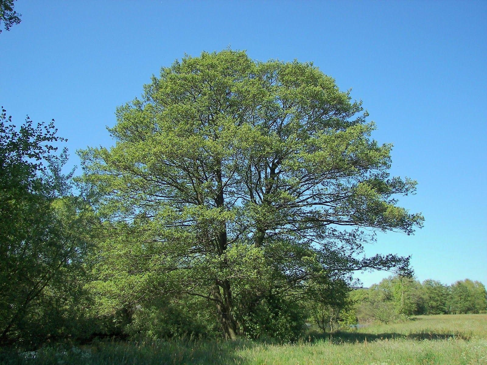 Alder Tree Wallpapers - Top Free Alder Tree Backgrounds - WallpaperAccess