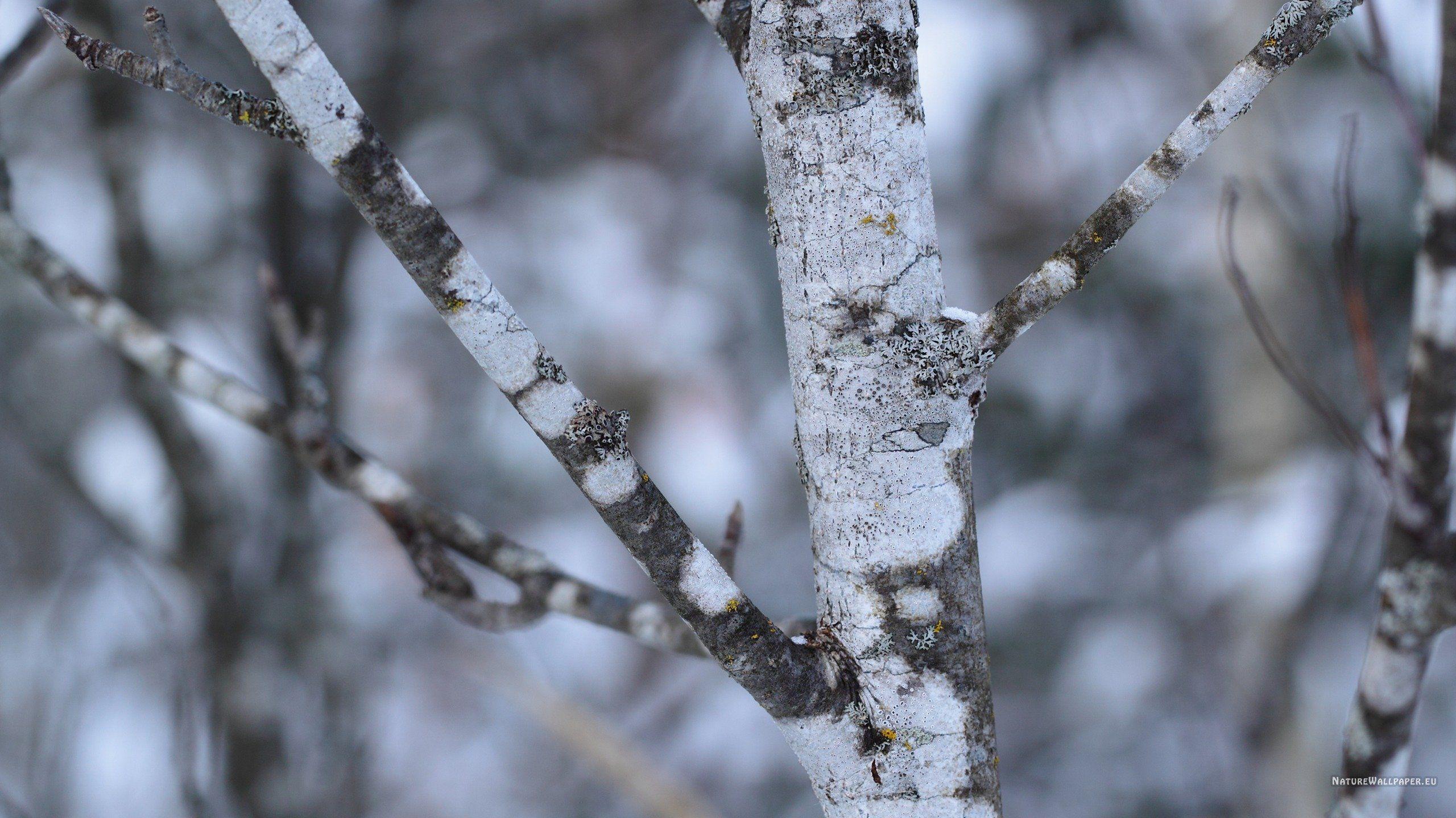 Alder Tree Wallpapers - Top Free Alder Tree Backgrounds - WallpaperAccess