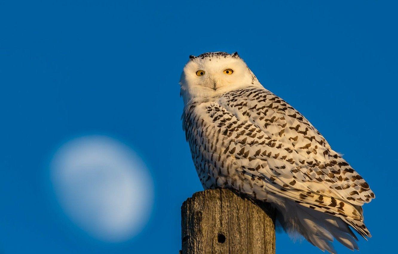 Blue Owl Desktop Wallpapers - Top Free Blue Owl Desktop Backgrounds ...