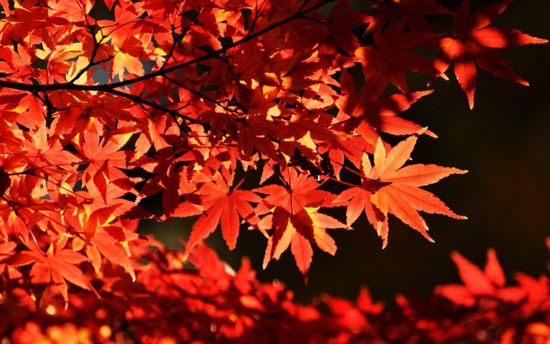 Japanese Maple Tree Wallpapers - Top Free Japanese Maple Tree ...