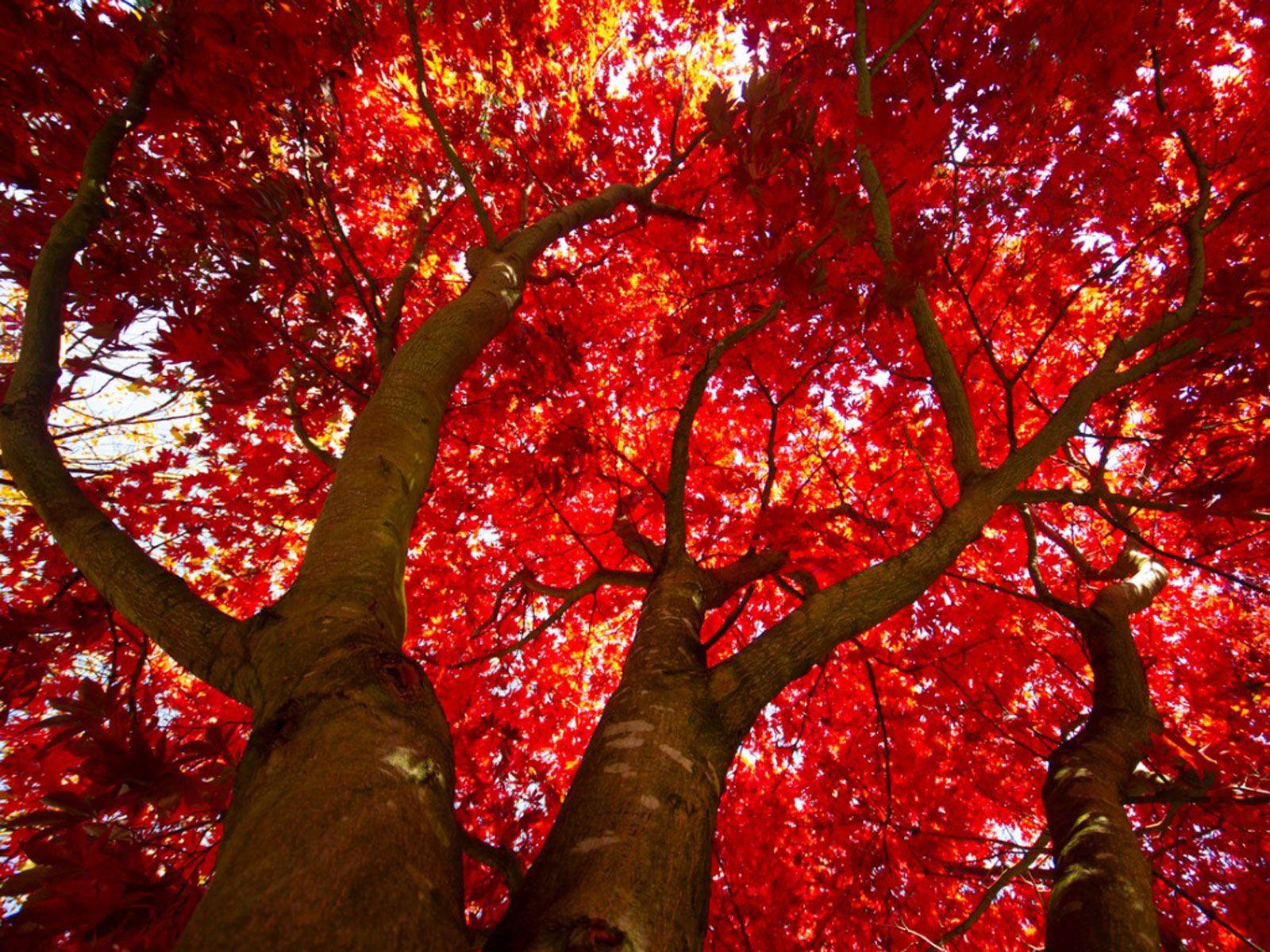 Japanese Maple Tree Wallpapers - Top Free Japanese Maple Tree ...