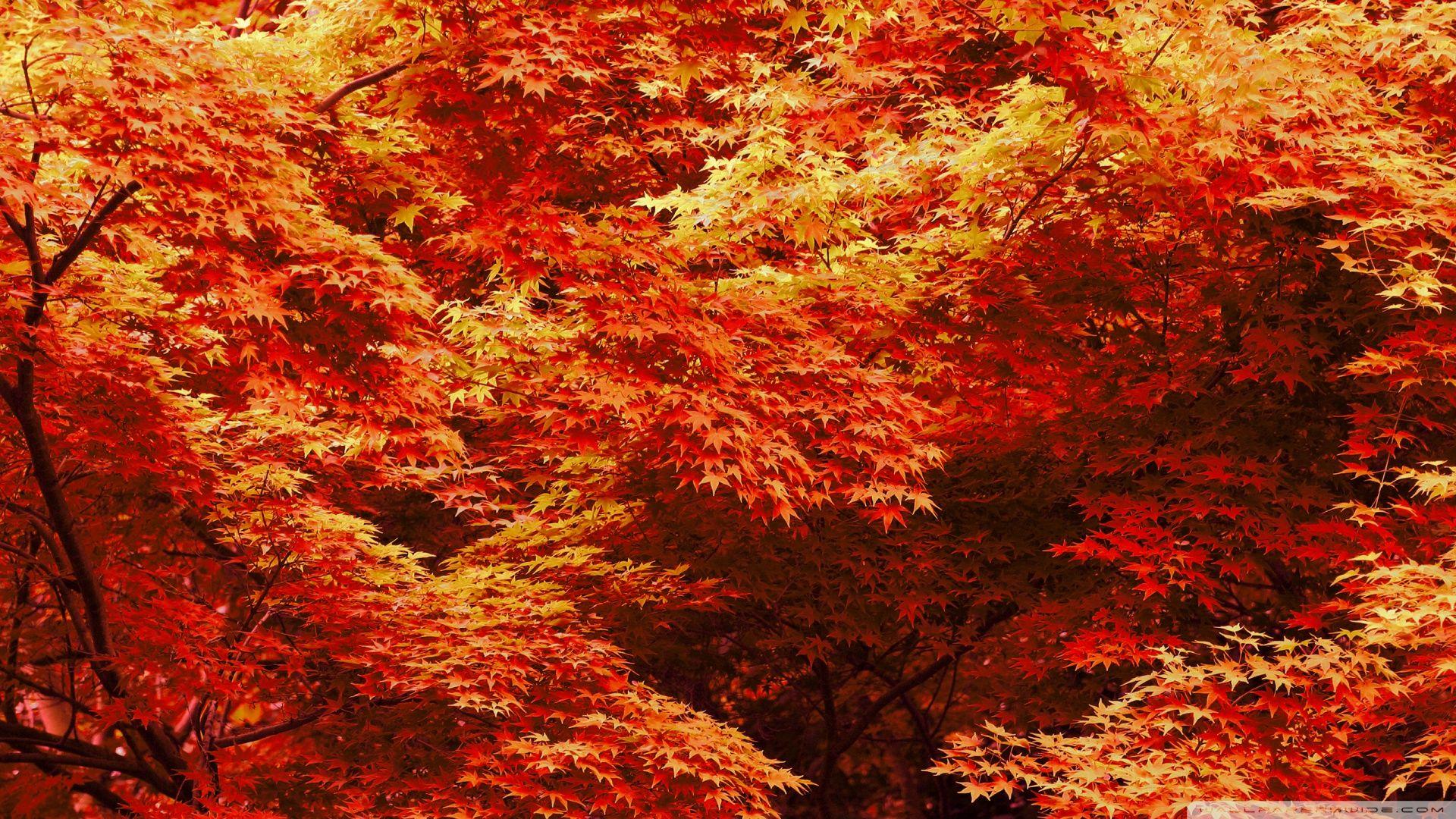 Japanese Maple Tree Wallpapers - Top Free Japanese Maple Tree Backgrounds - WallpaperAccess