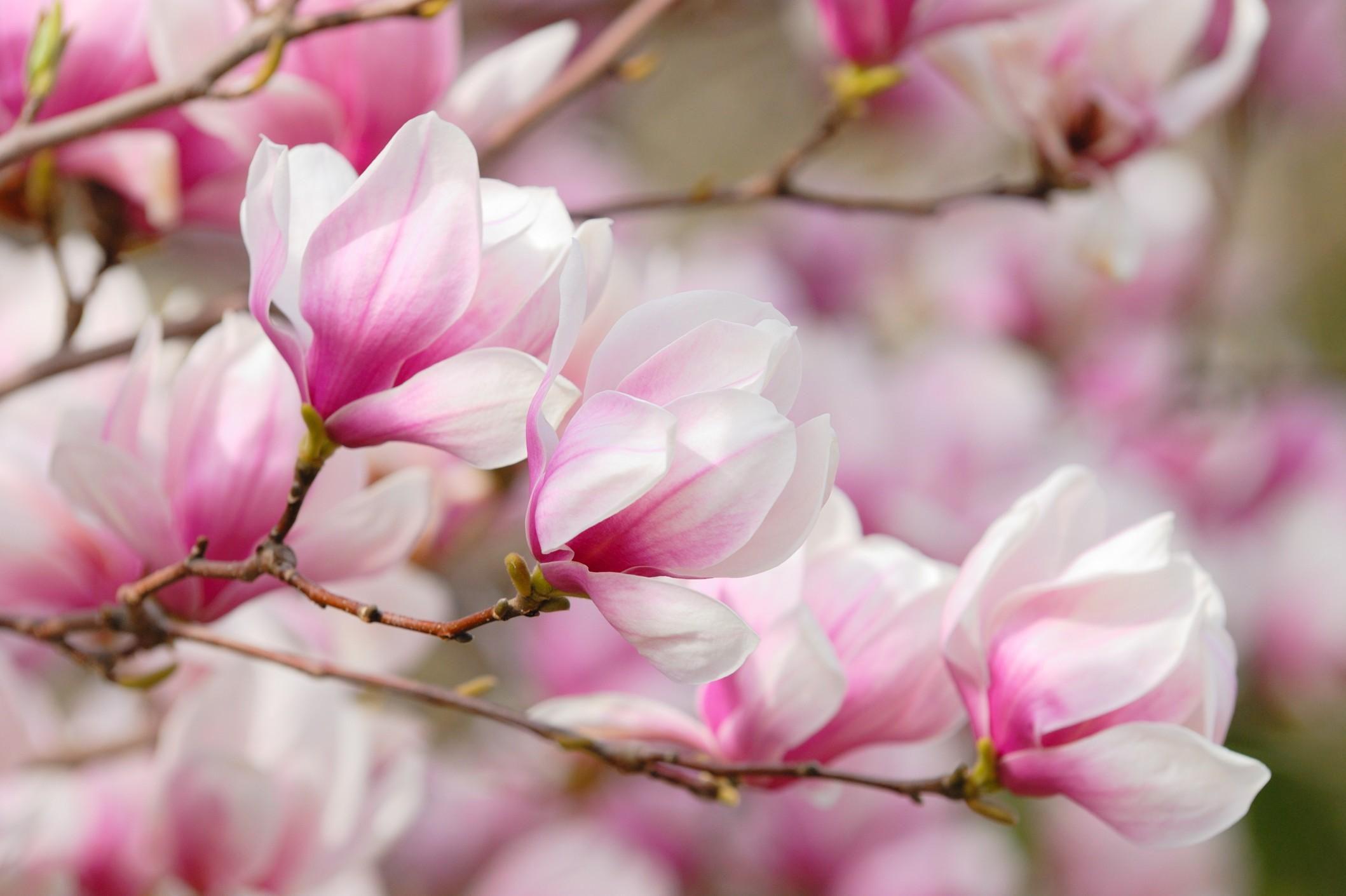 Magnolia Desktop Wallpapers - Top Free Magnolia Desktop Backgrounds ...