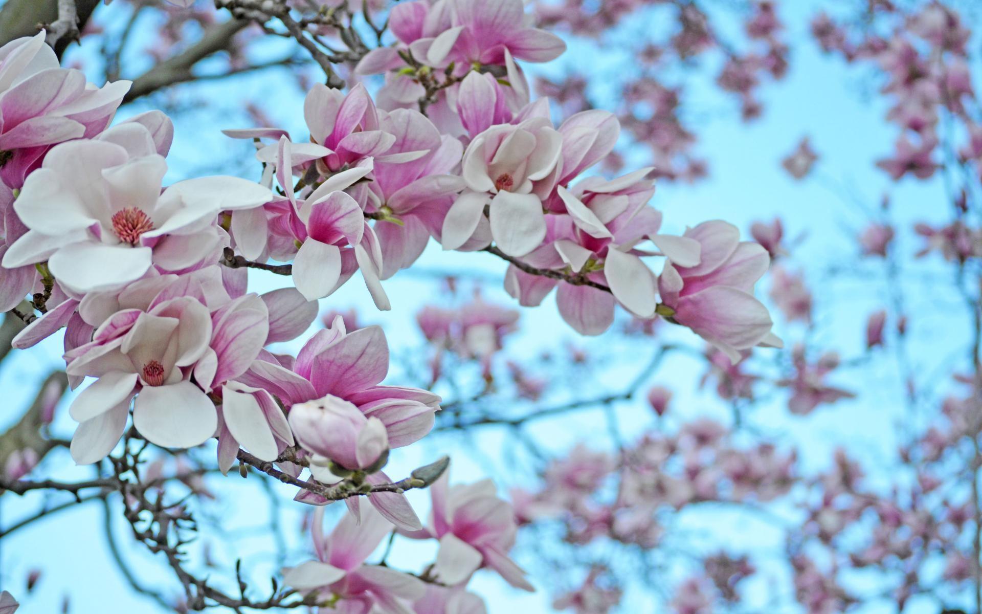 Magnolia Desktop Wallpapers - Top Free Magnolia Desktop Backgrounds ...