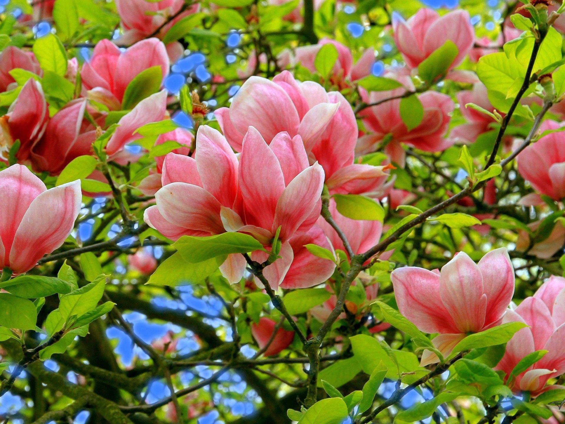 Magnolia Desktop Wallpapers - Top Free Magnolia Desktop Backgrounds ...