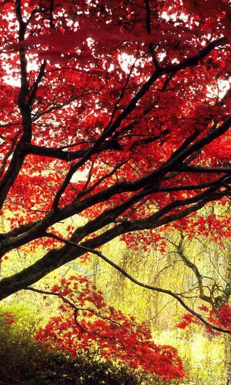 Japanese Maple Tree Wallpapers - Top Free Japanese Maple Tree ...