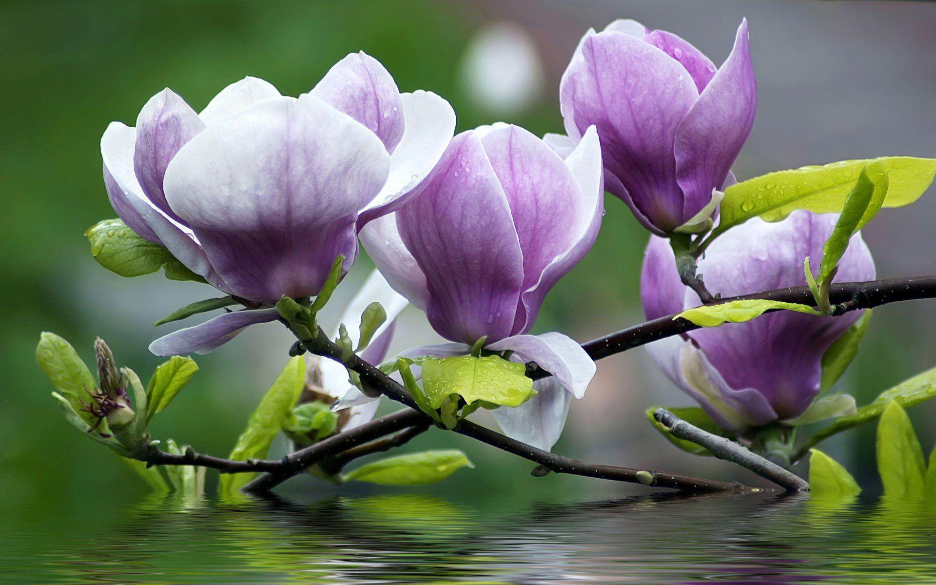 Magnolia Desktop Wallpapers - Top Free Magnolia Desktop Backgrounds ...