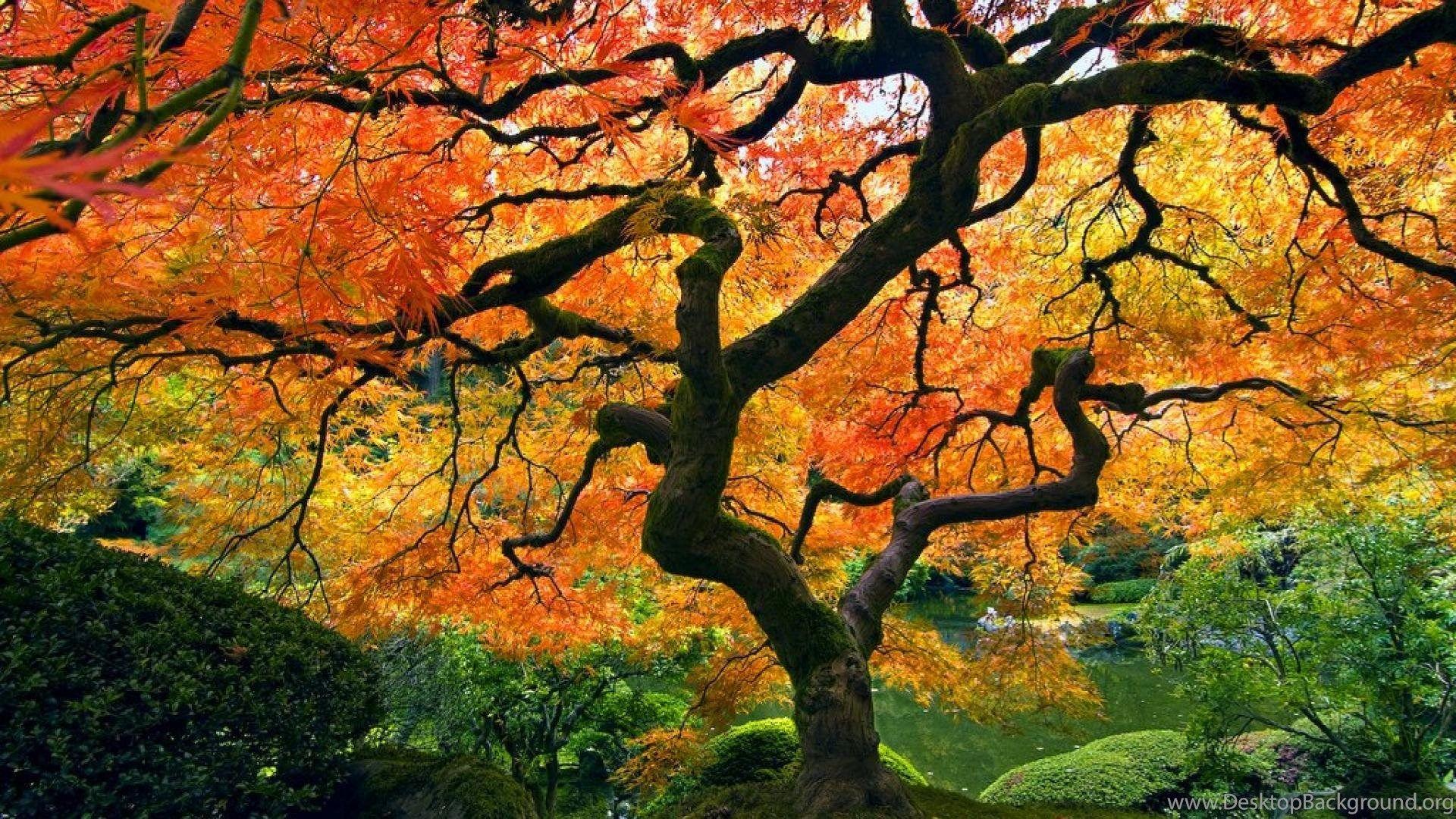 Japanese Maple Tree Wallpapers - Top Free Japanese Maple Tree ...