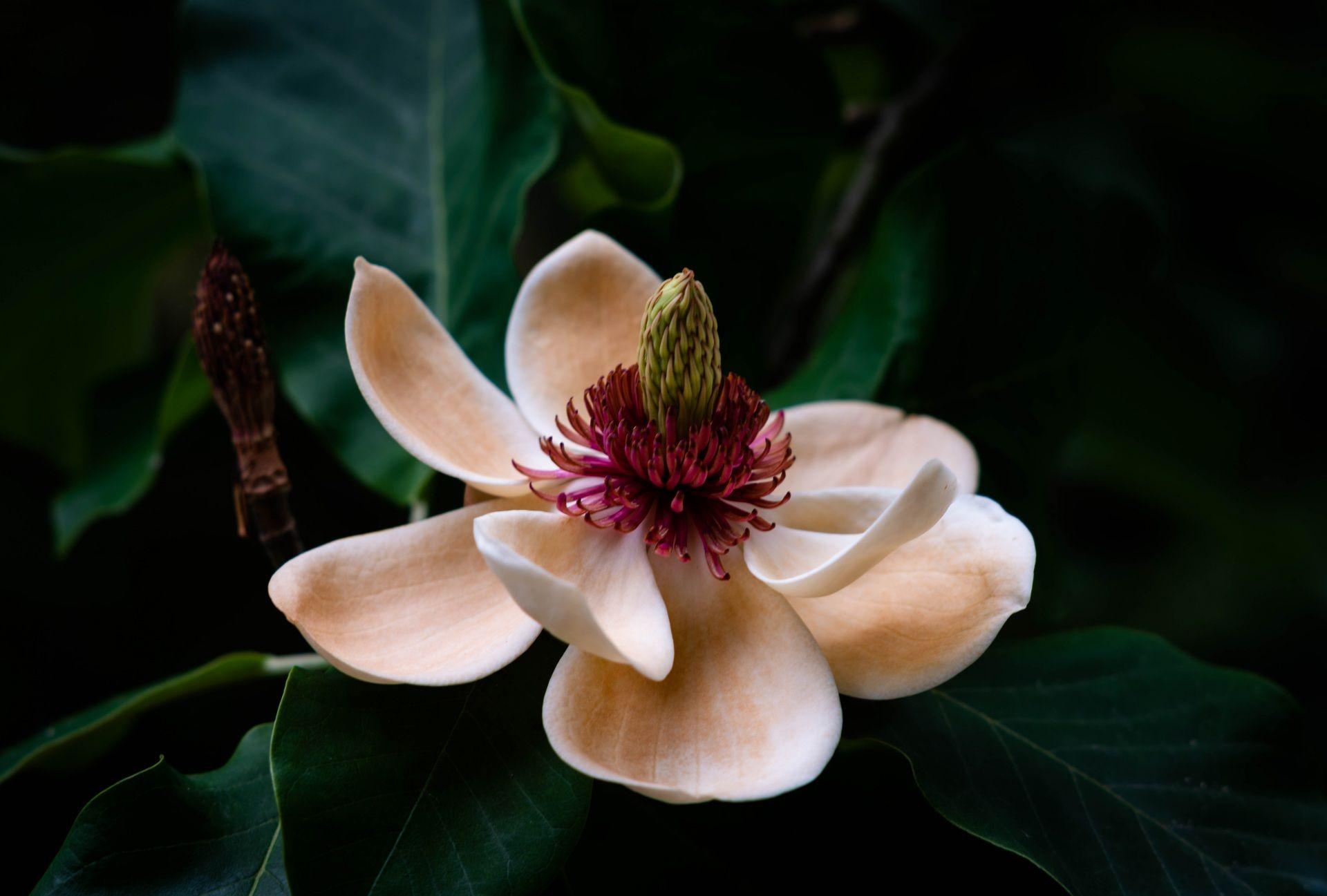 Magnolia Desktop Wallpapers - Top Free Magnolia Desktop Backgrounds ...