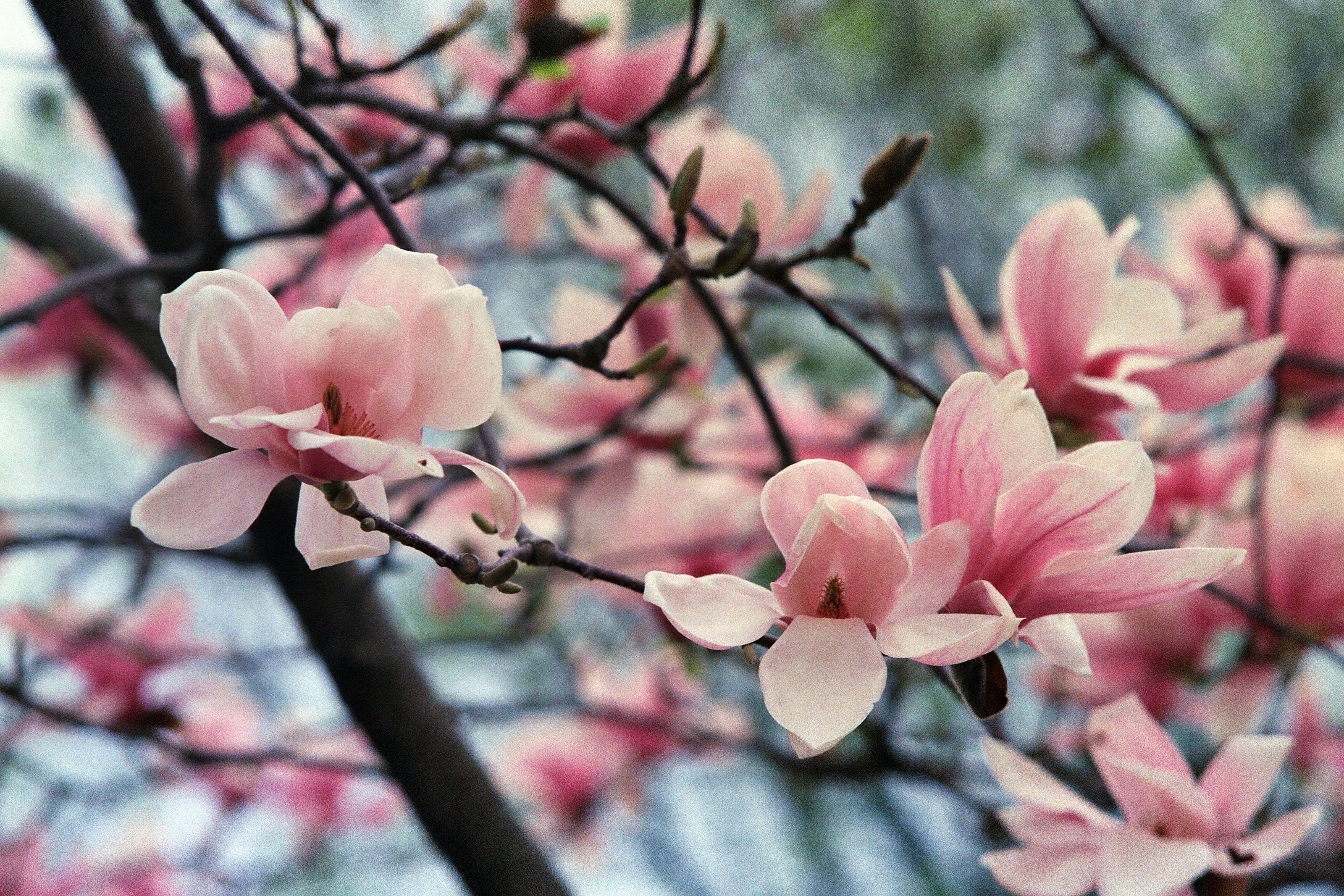 Magnolia Desktop Wallpapers - Top Free Magnolia Desktop Backgrounds ...