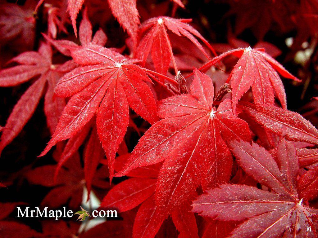 Japanese Maple Tree Wallpapers - Top Free Japanese Maple Tree ...