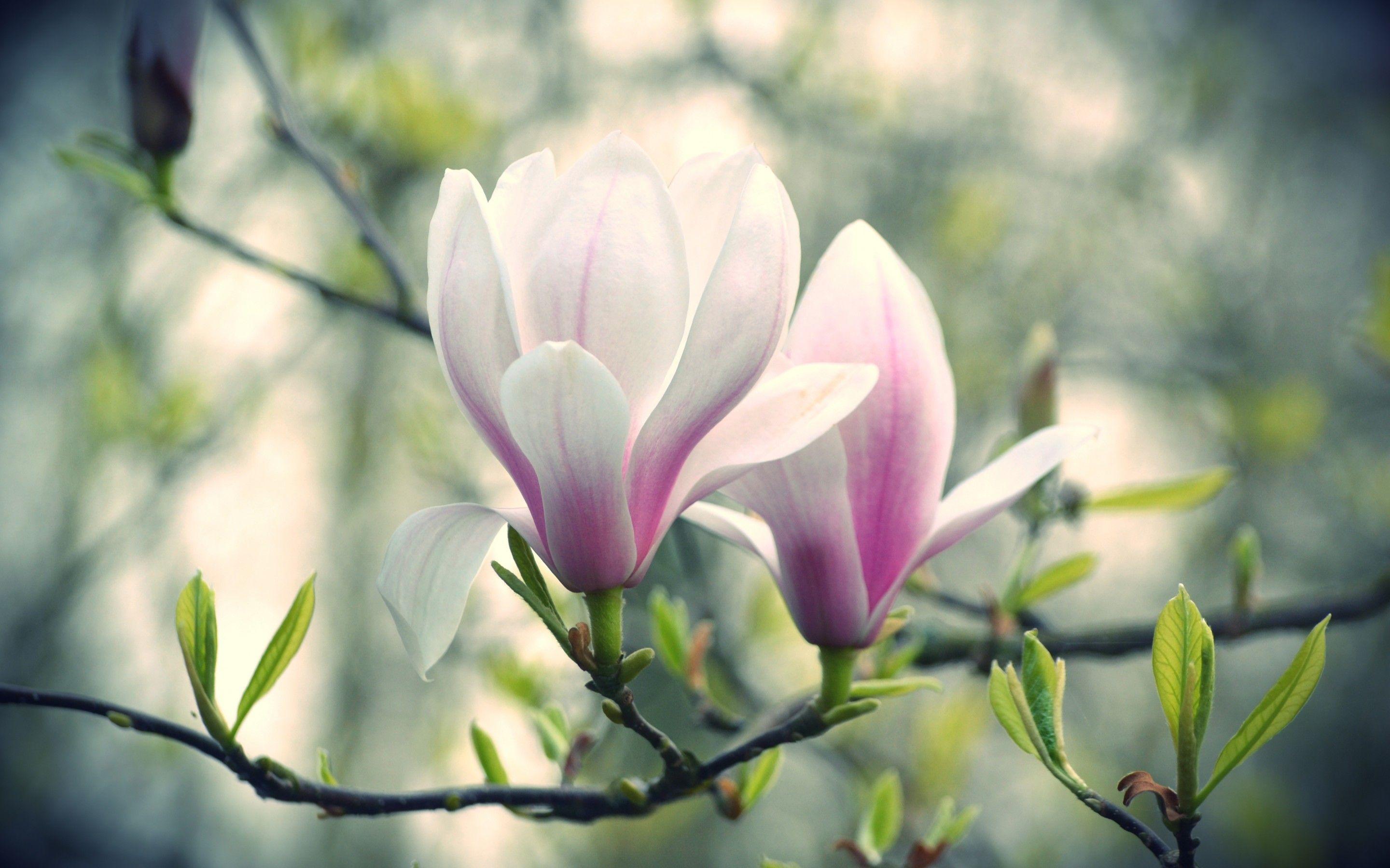 Magnolia Desktop Wallpapers - Top Free Magnolia Desktop Backgrounds ...
