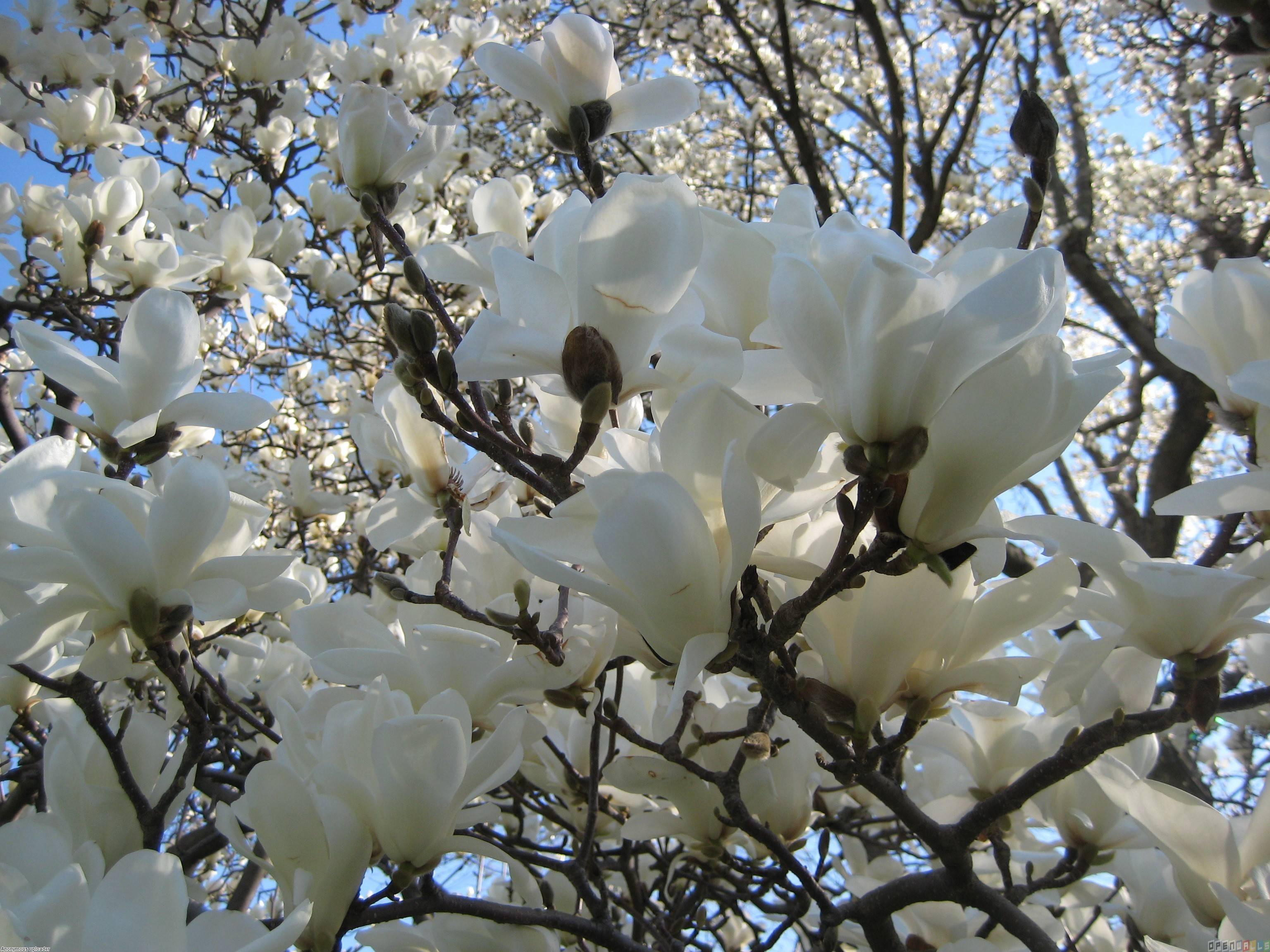 Magnolia Desktop Wallpapers - Top Free Magnolia Desktop Backgrounds ...