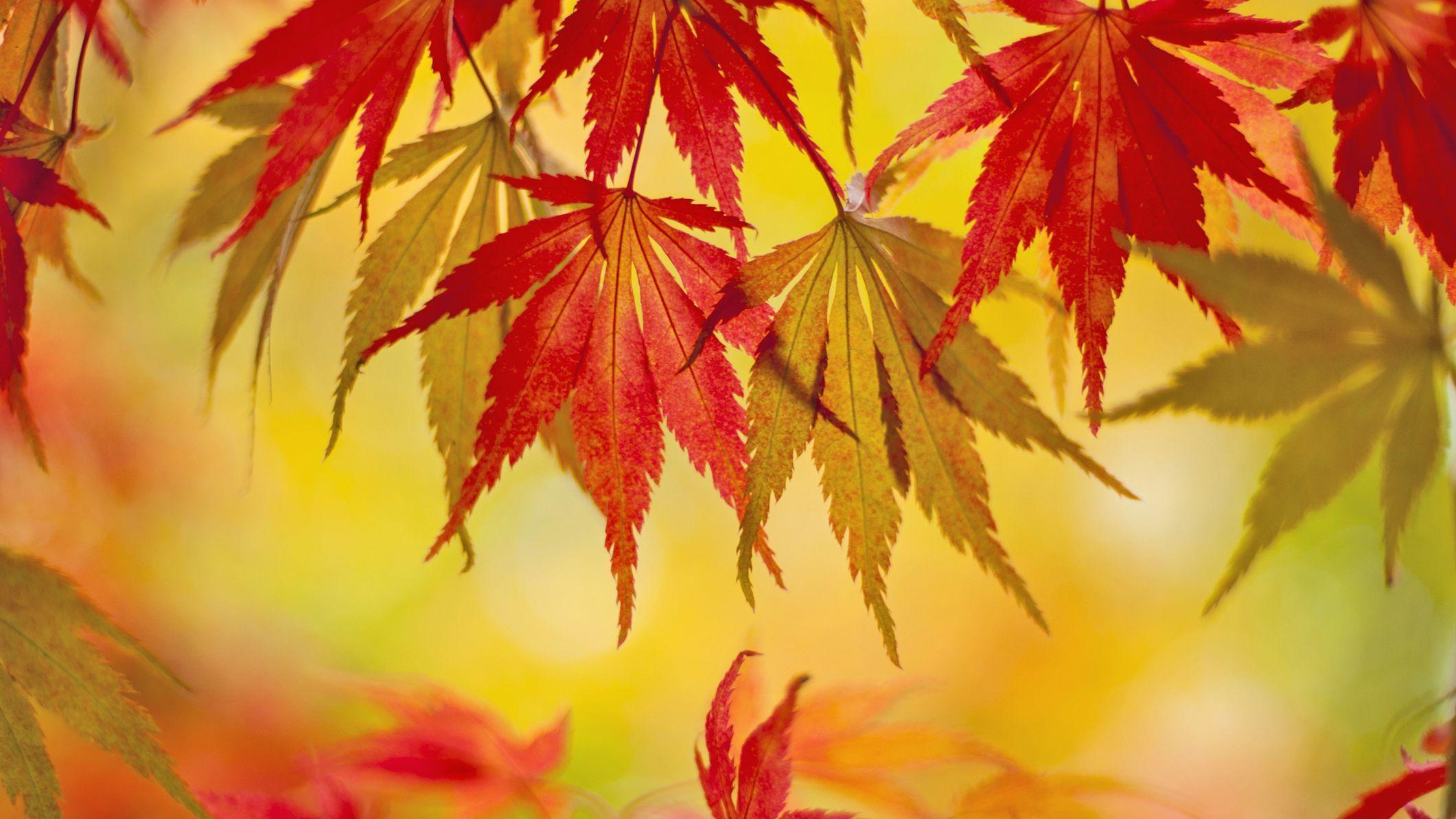Maple Tree Wallpapers Japanese Maple Tree 4k Hd Desktop