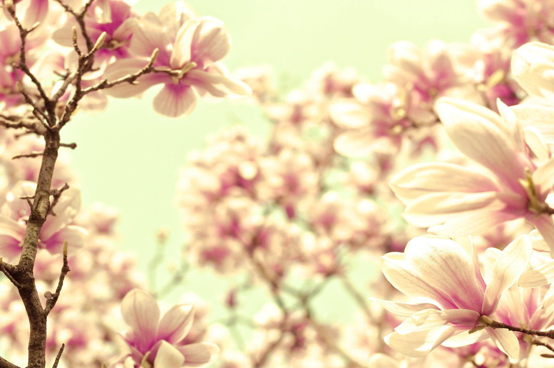 Magnolia Desktop Wallpapers - Top Free Magnolia Desktop Backgrounds ...