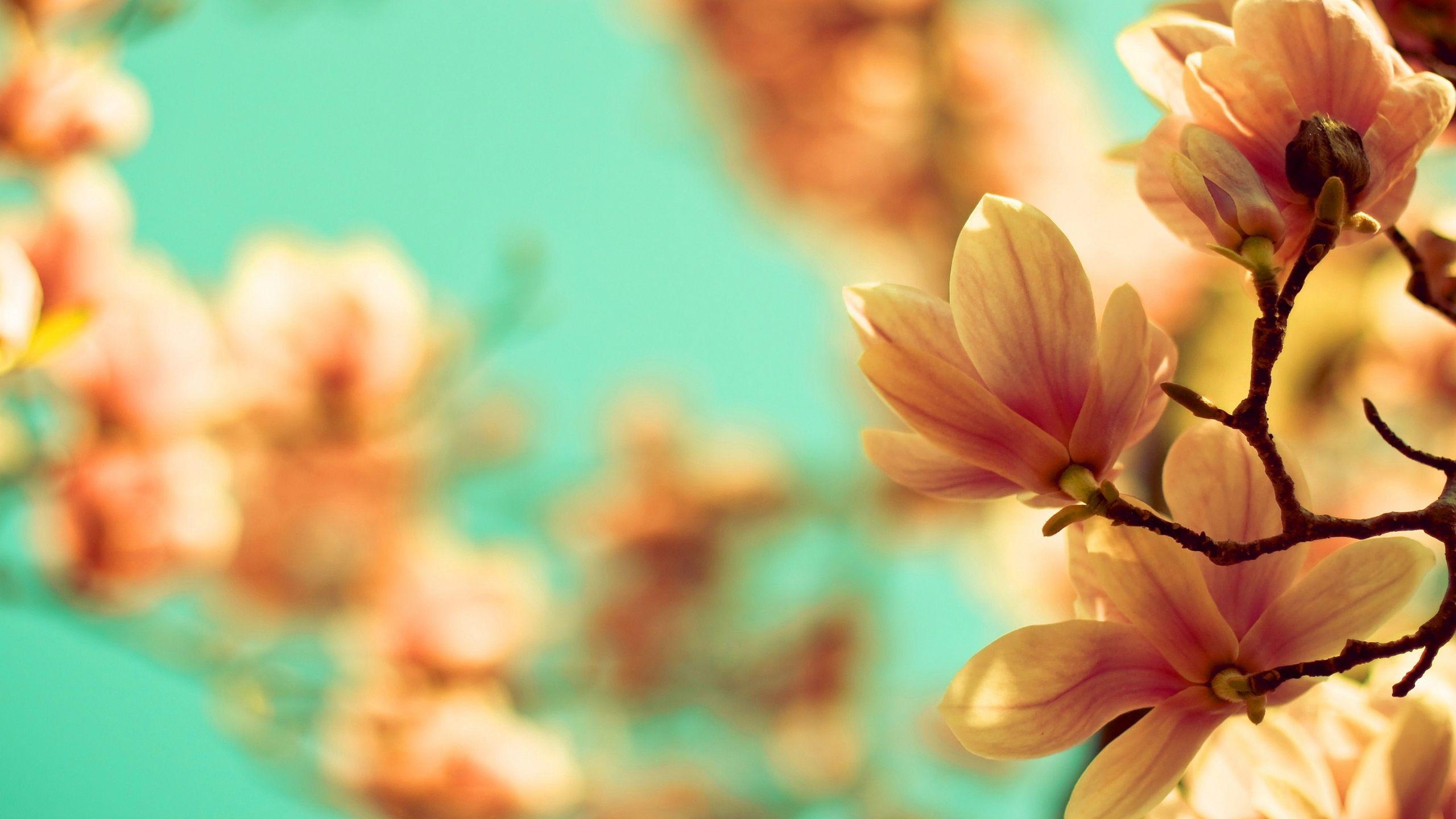 Magnolia Desktop Wallpapers - Top Free Magnolia Desktop Backgrounds ...
